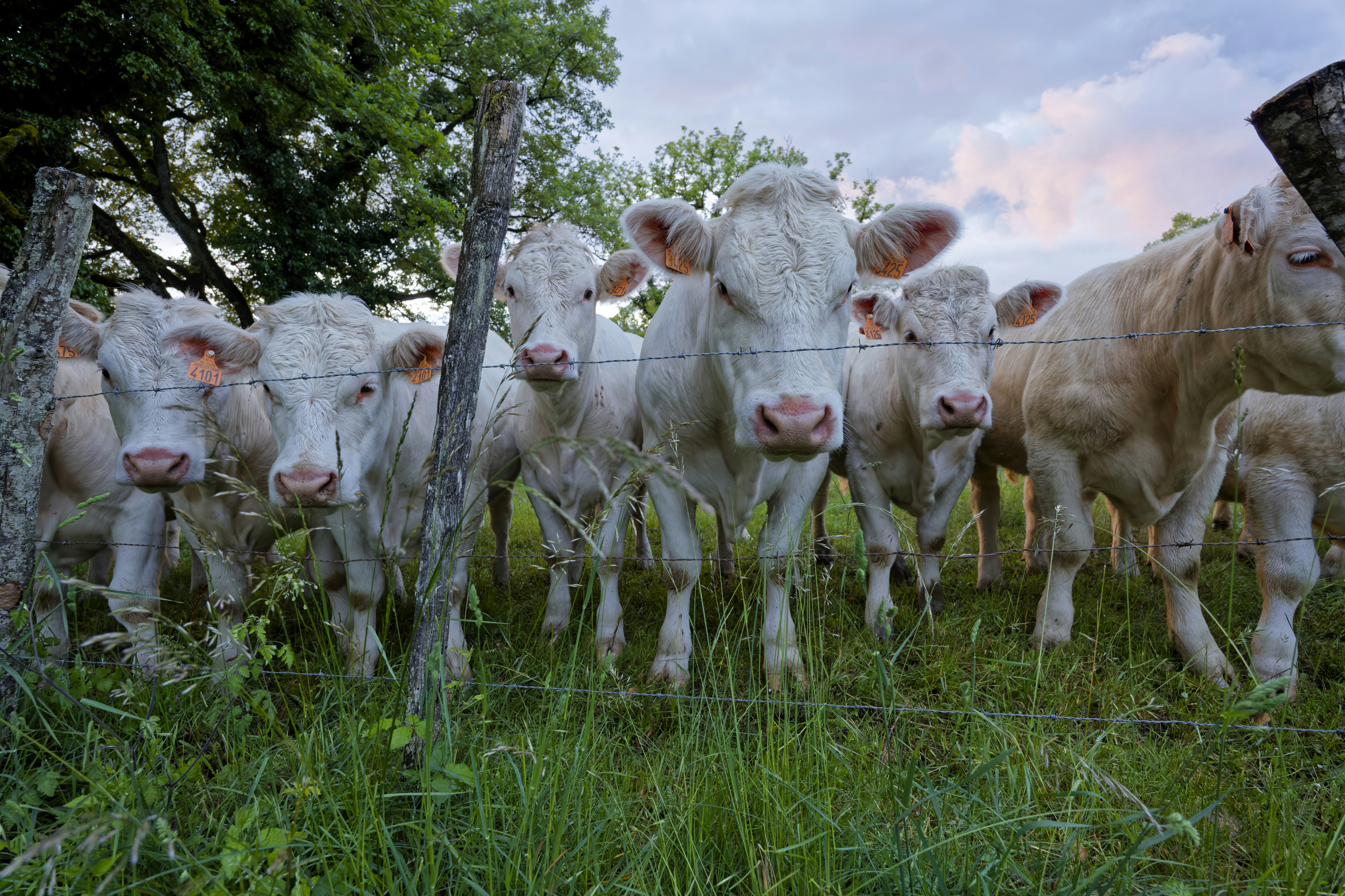 Curious Herd at the Fence: Faces Pressed Against the Wire