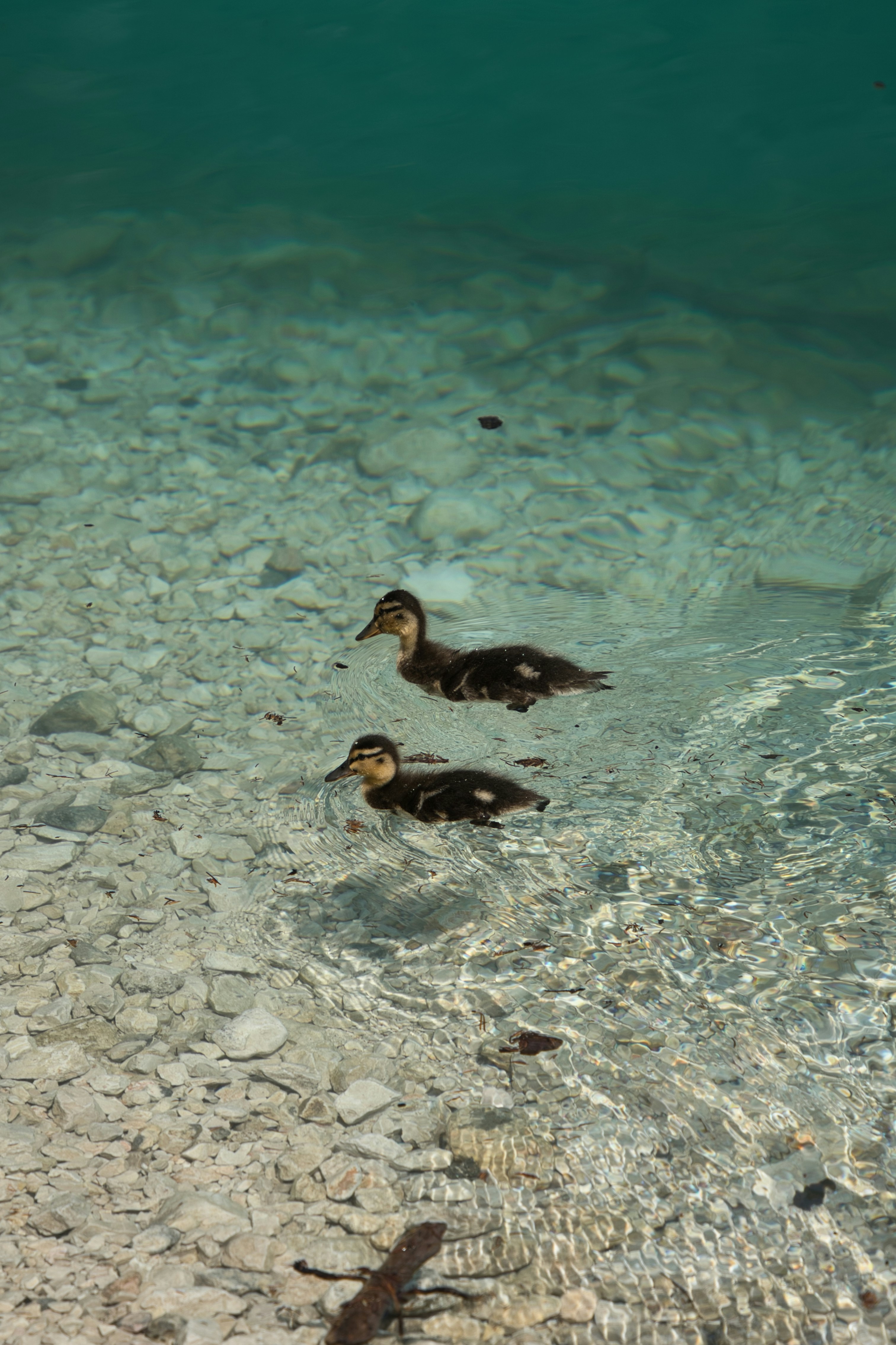 Two Ducklings Gliding over Pebble St. by Clear Spring Water
