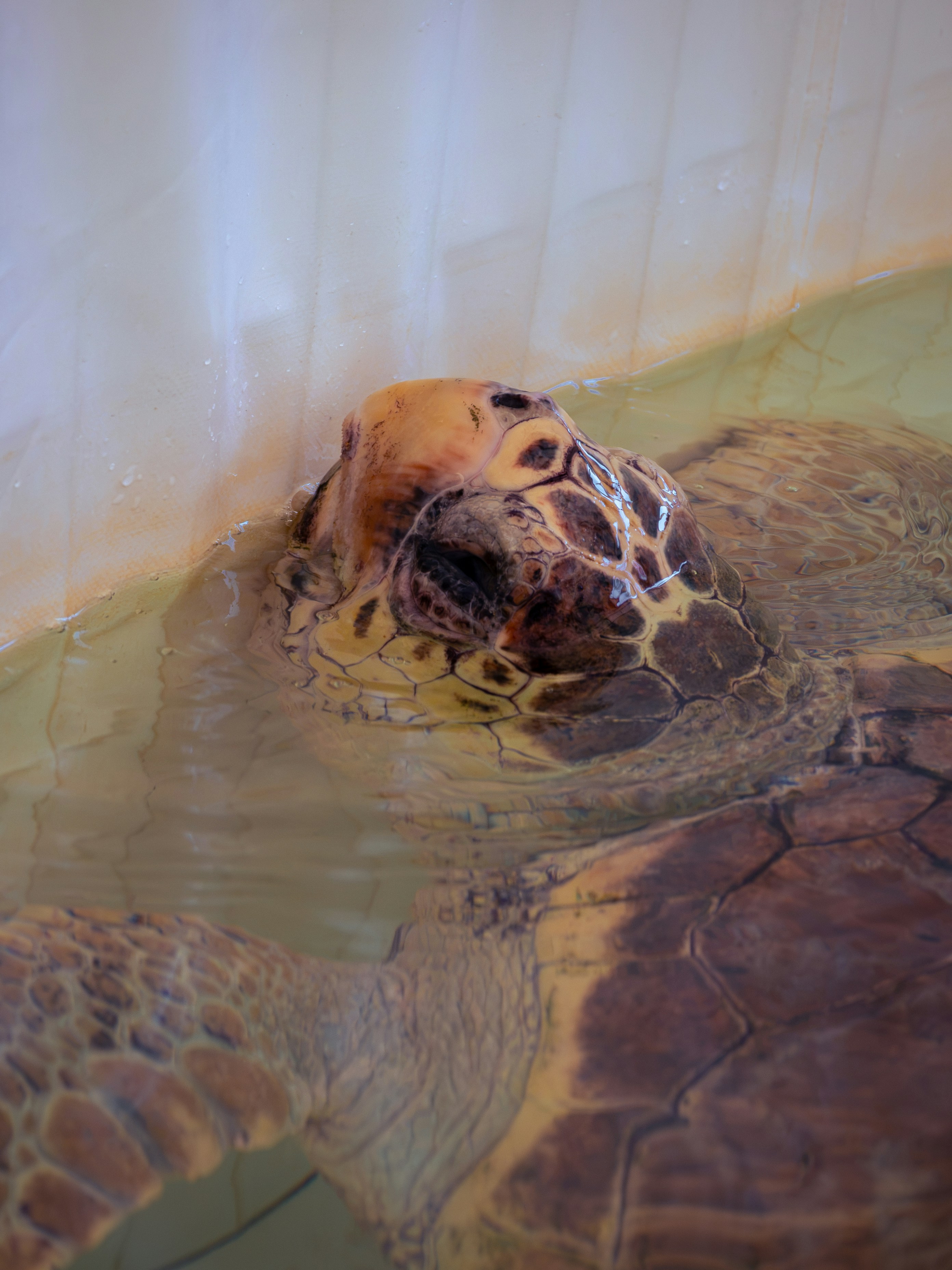 Head Above Water: Sea Turtle Emerging from a Greenish Pool