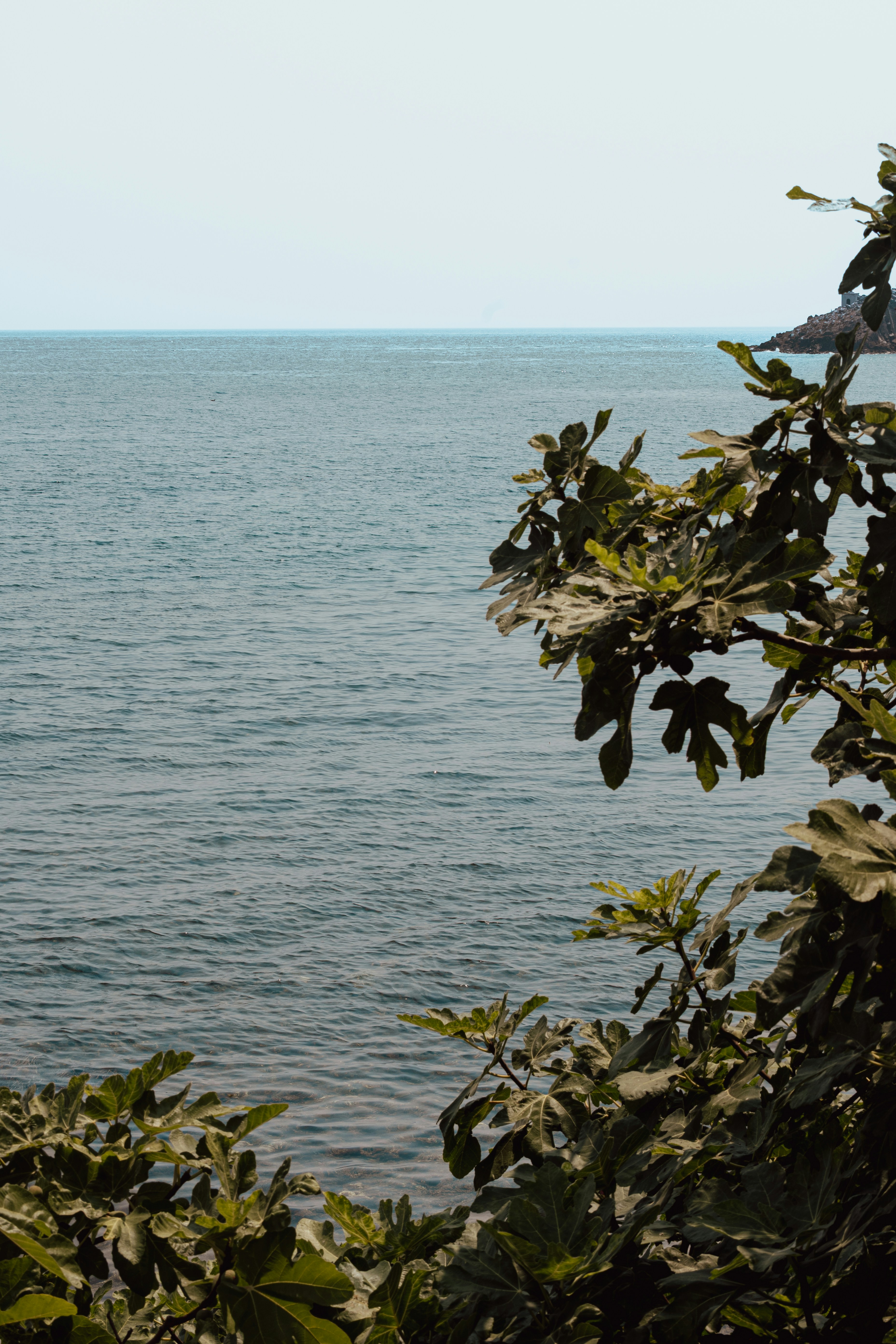 Coastal Vista Framed by Maritime Foliage