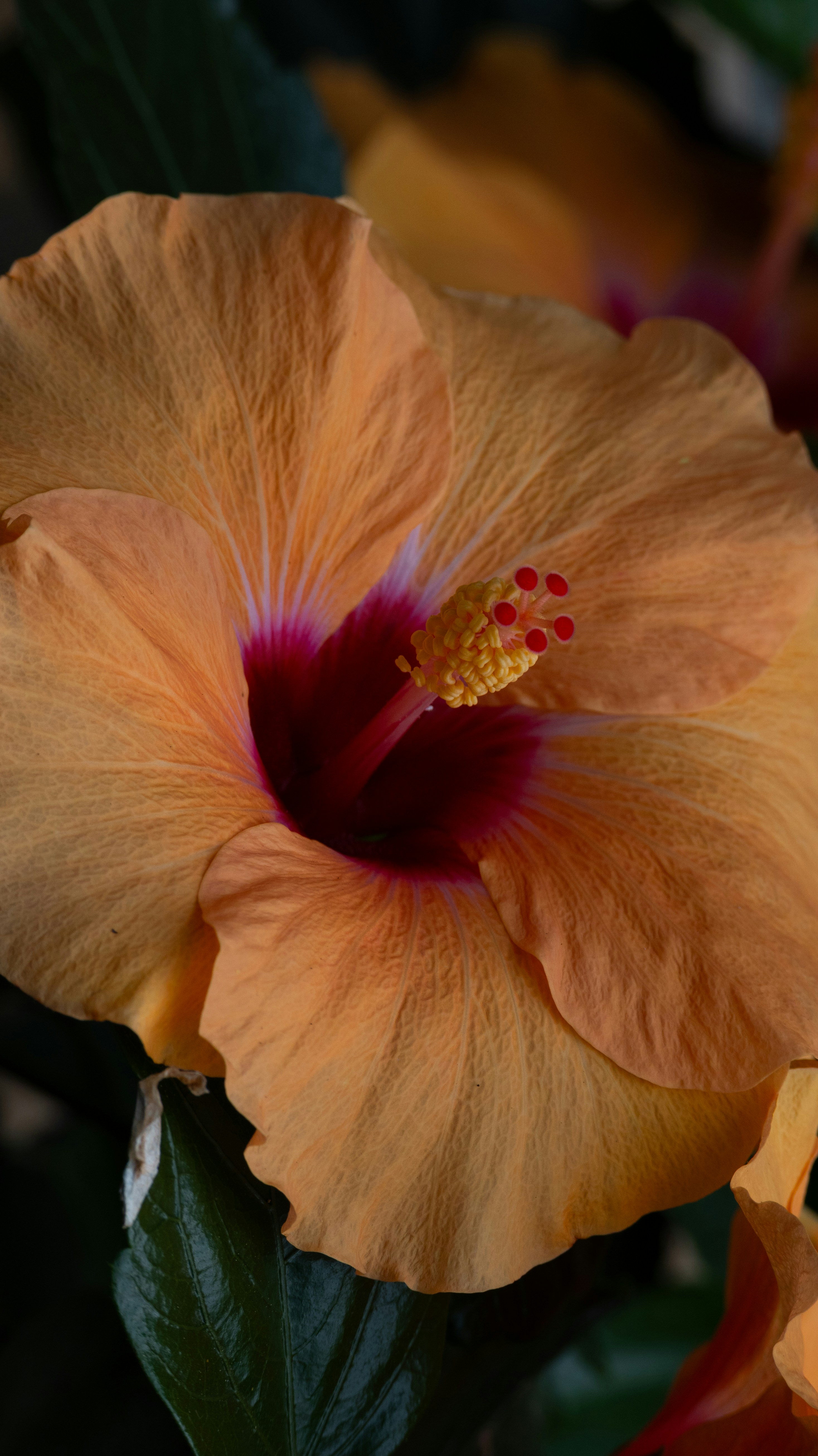 Hibiscus Fire: A Central Bloom with Velvet Petals and Crimson Stamen