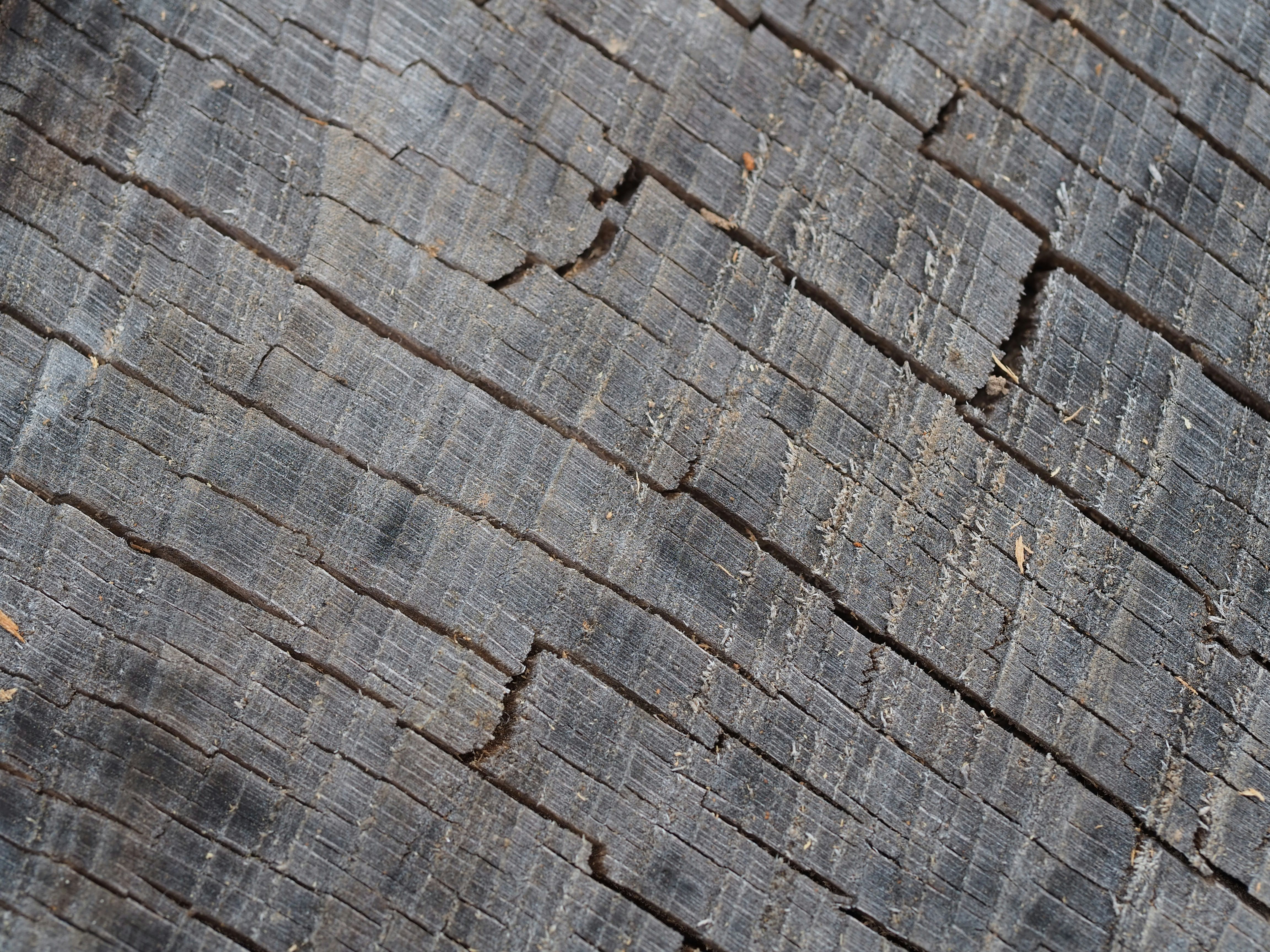 Grain and Grain: Weathered Wood Surface Under Subtle Light