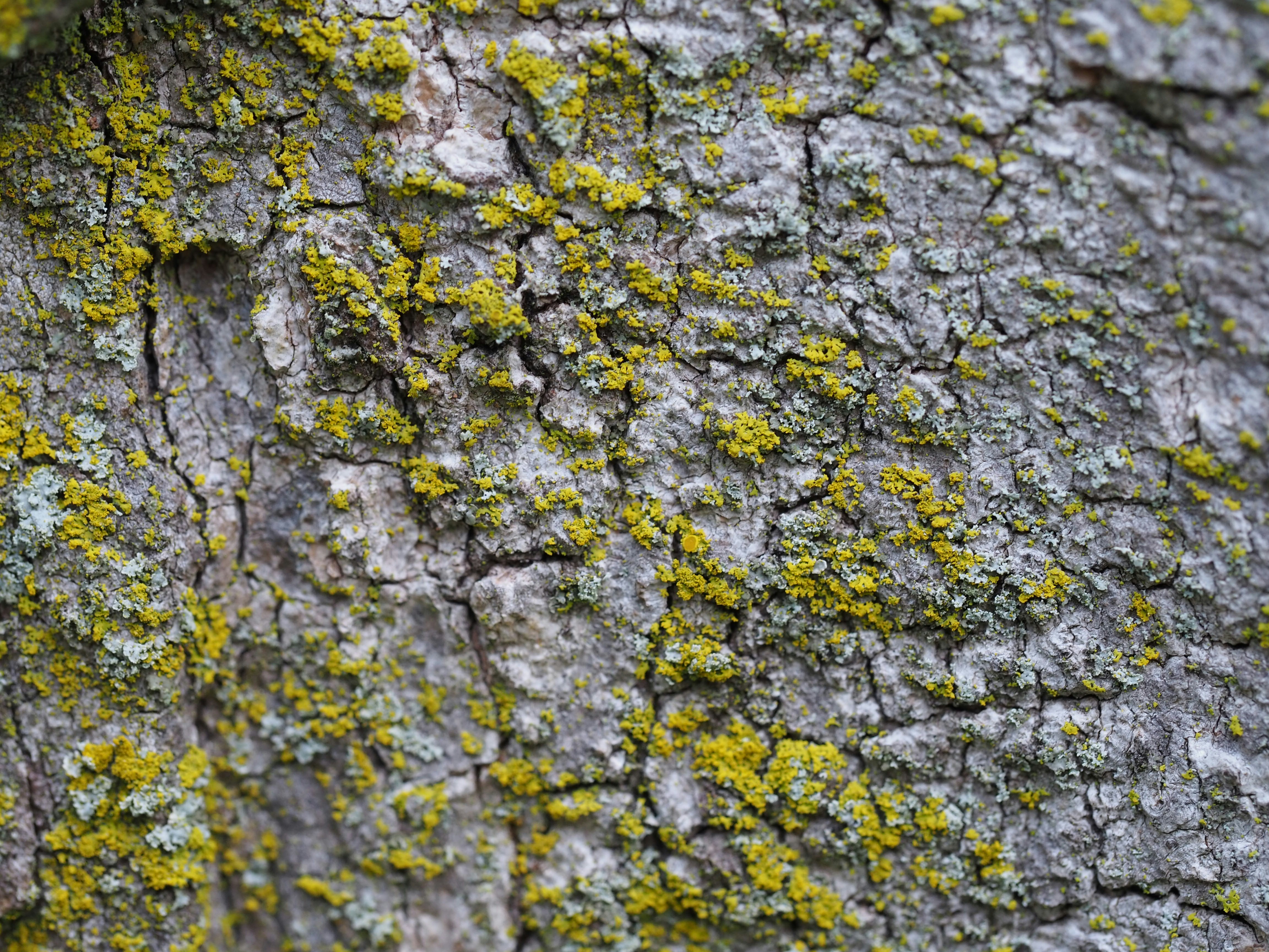 Close-up of rough tree bark dotted with yellow-green lichen, revealing intricate texture and natural color variations.