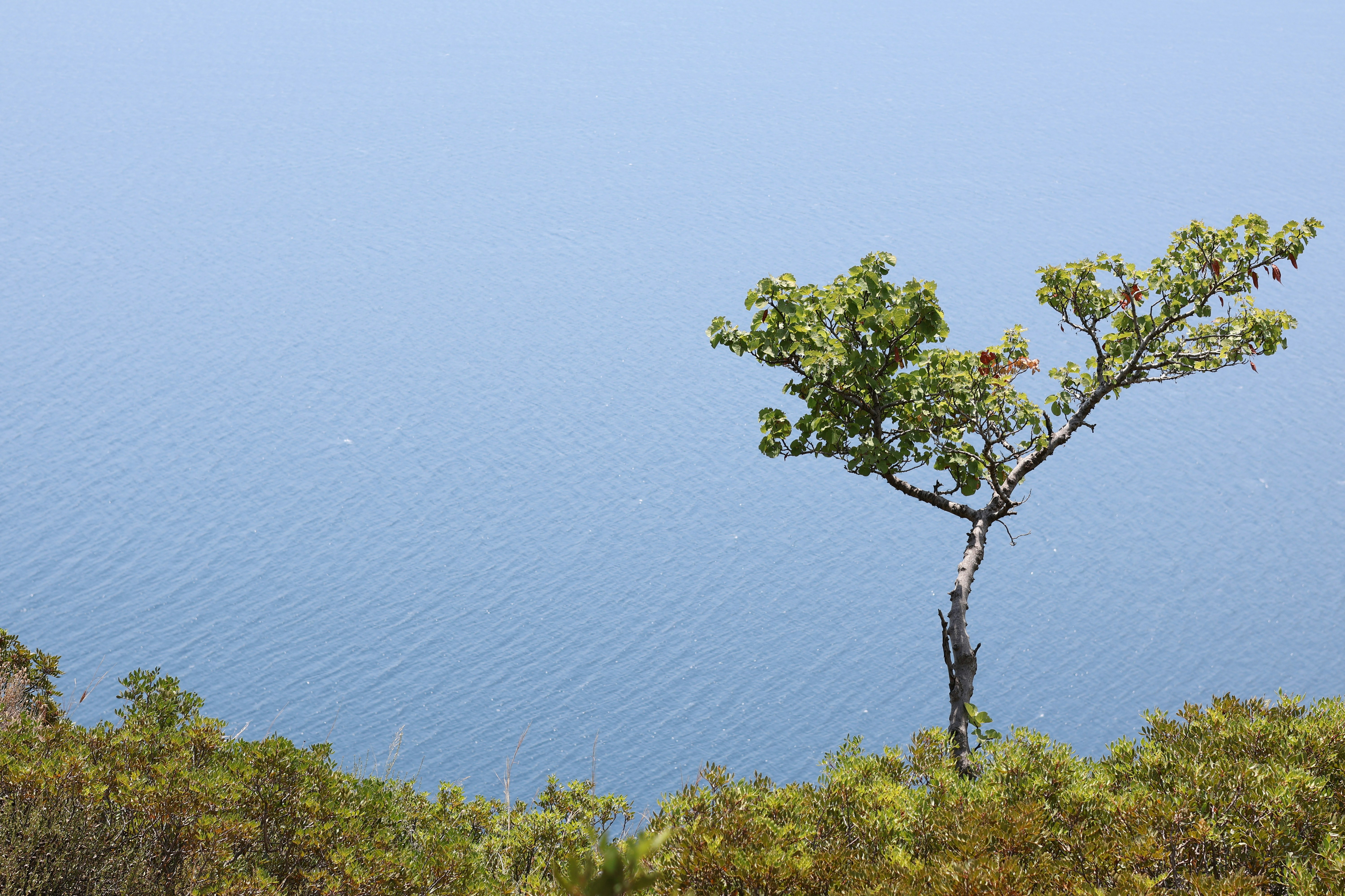 Lone windswept tree clings to a cliff above a quiet blue sea