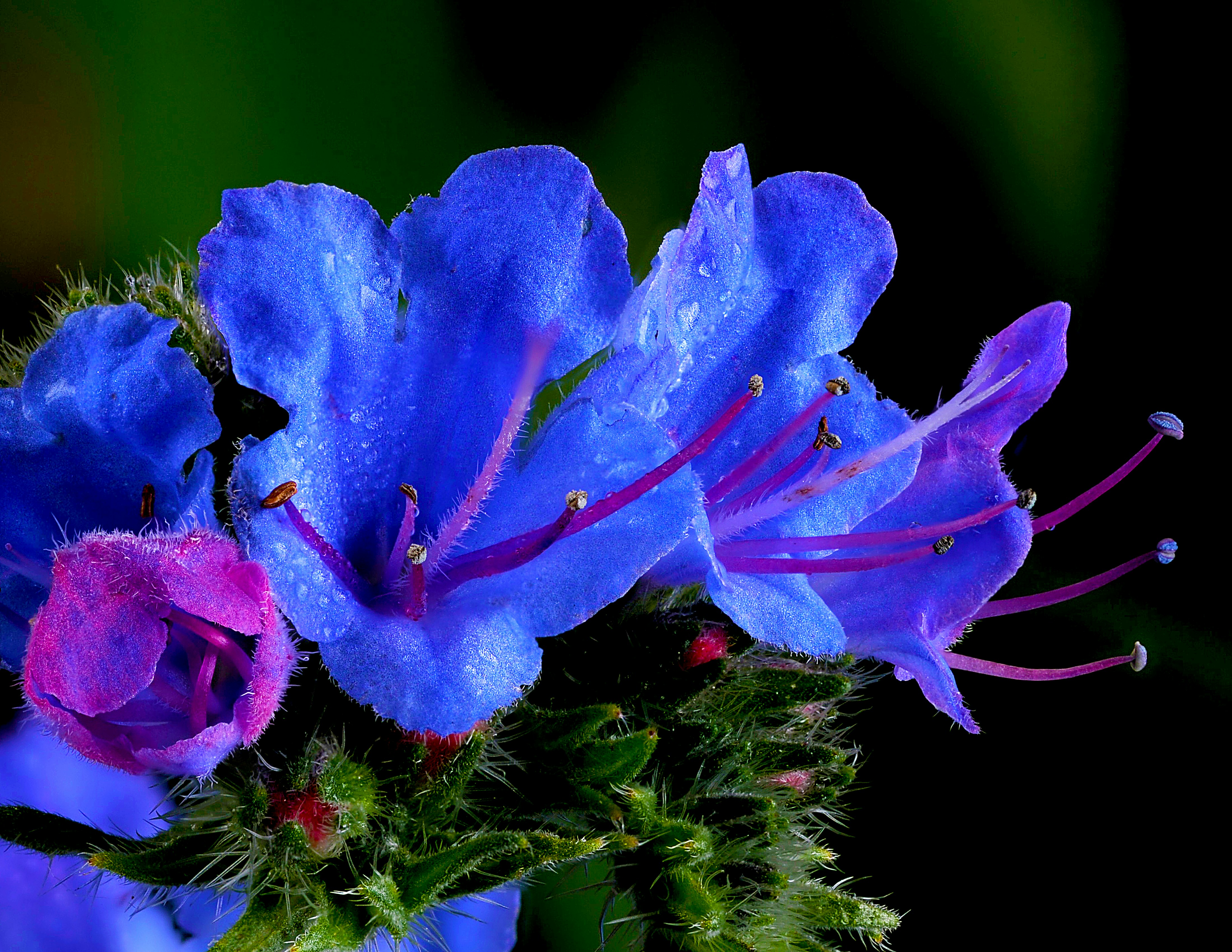 Electric Blue Bloom: Close-Up of a Dragonfly-Blue Flower Spike
