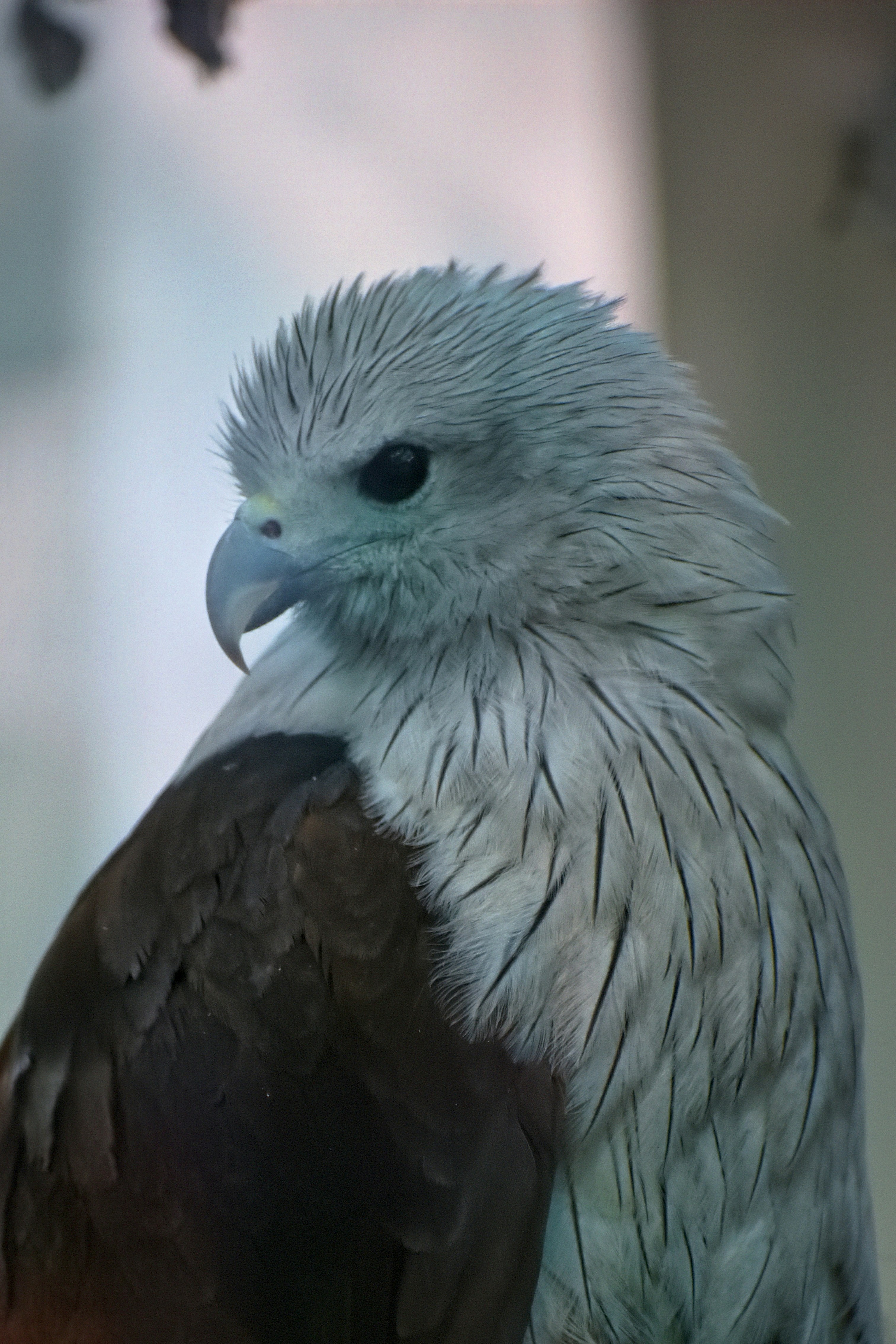 Close-up of a Grey-headed Vulture-like Parrot Behind Glass