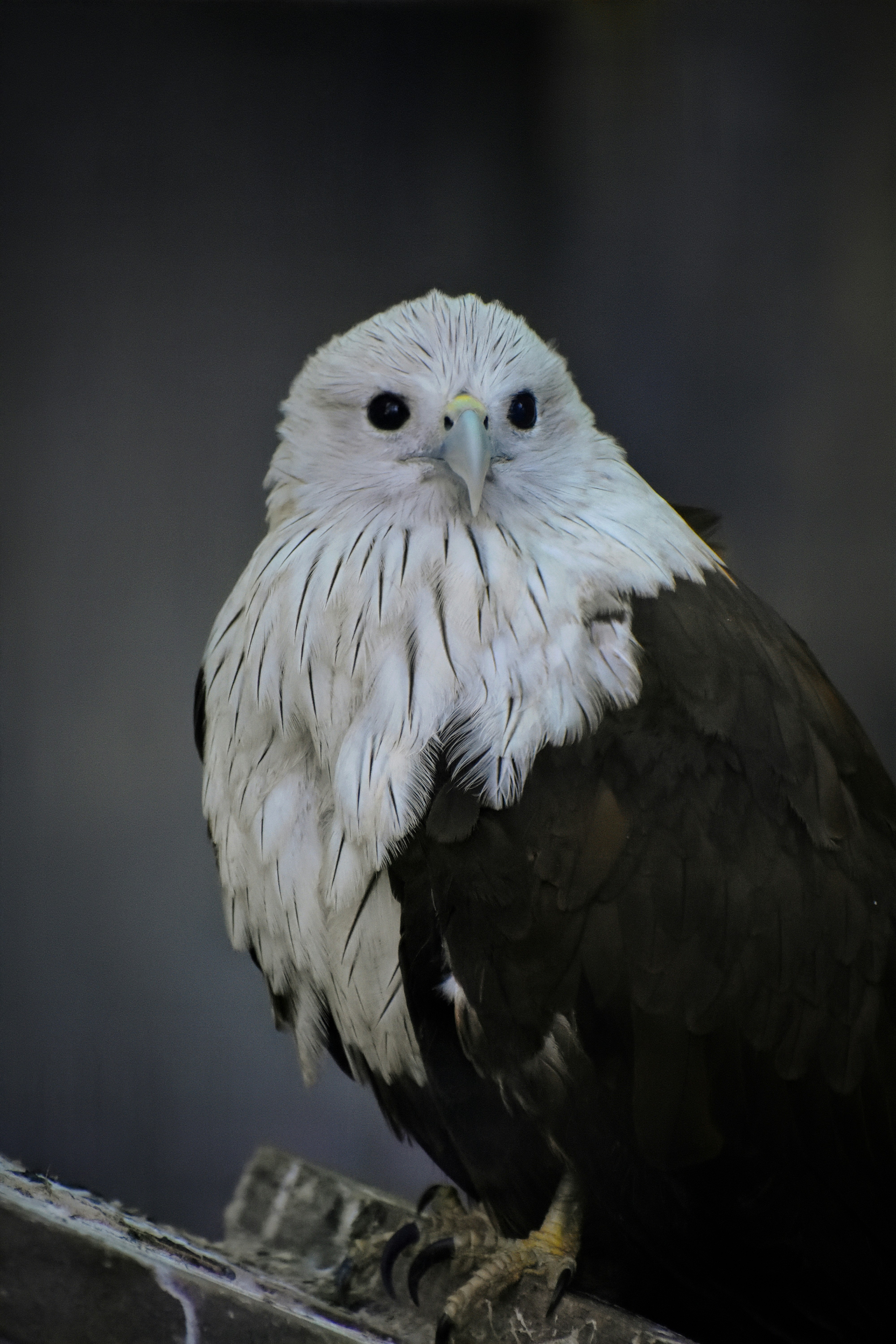 Steely Gaze: A White-Faced Kite Perched with Quiet Intensity
