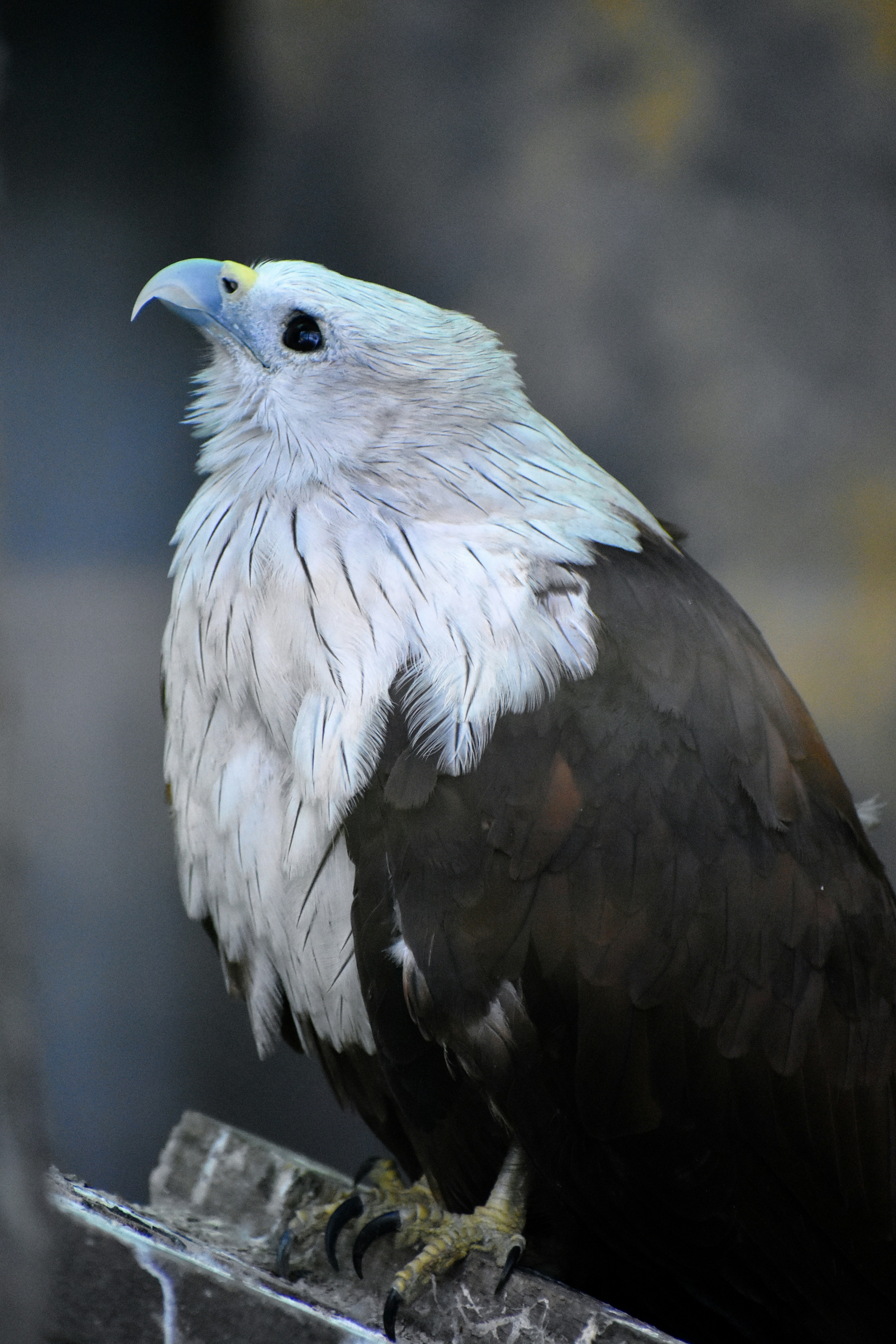 White-furred eagle gazes skyward from a rocky perch