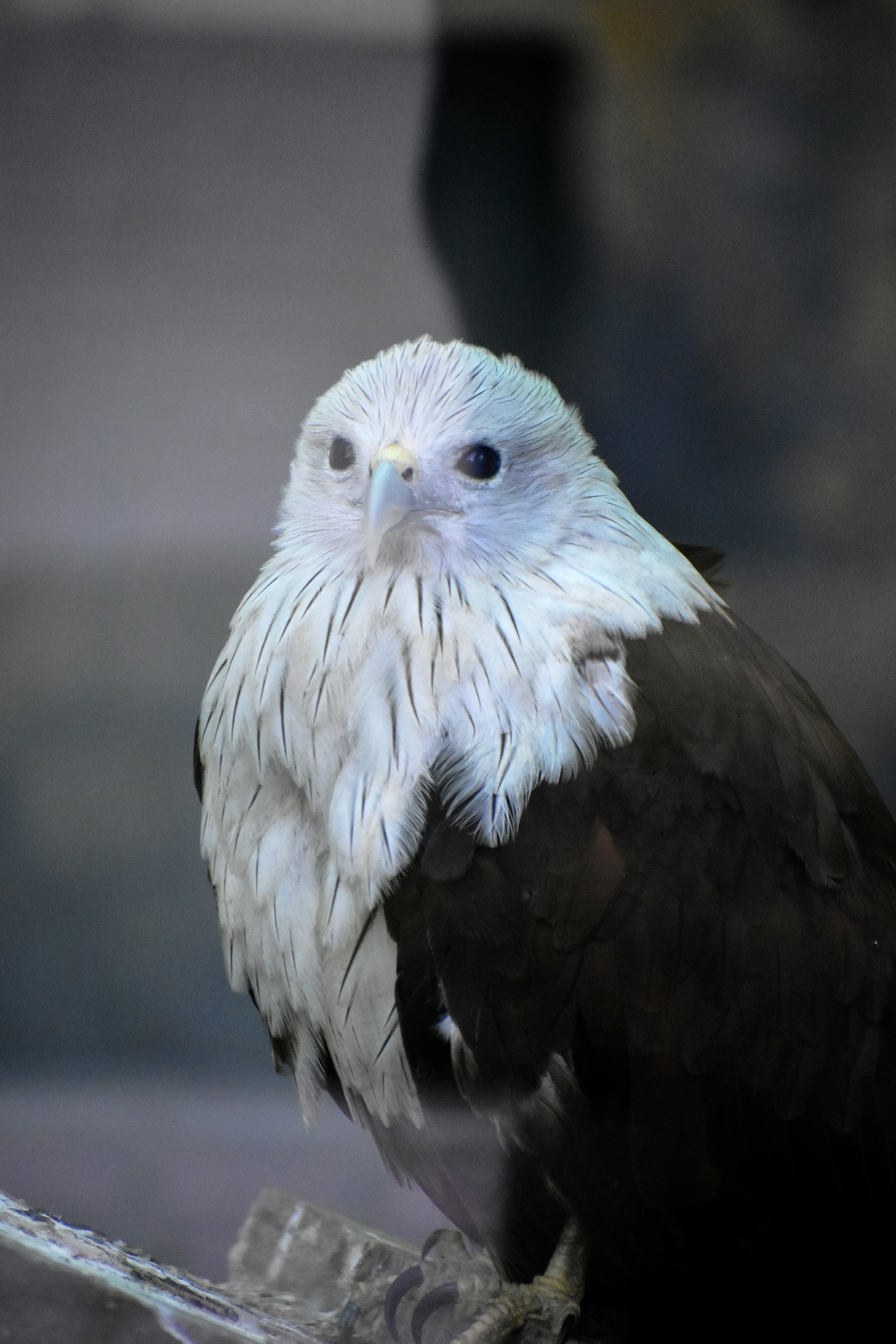 Gaze of the Peregrine: Portrait of a White-Feathered Beak and Bright Eyes
