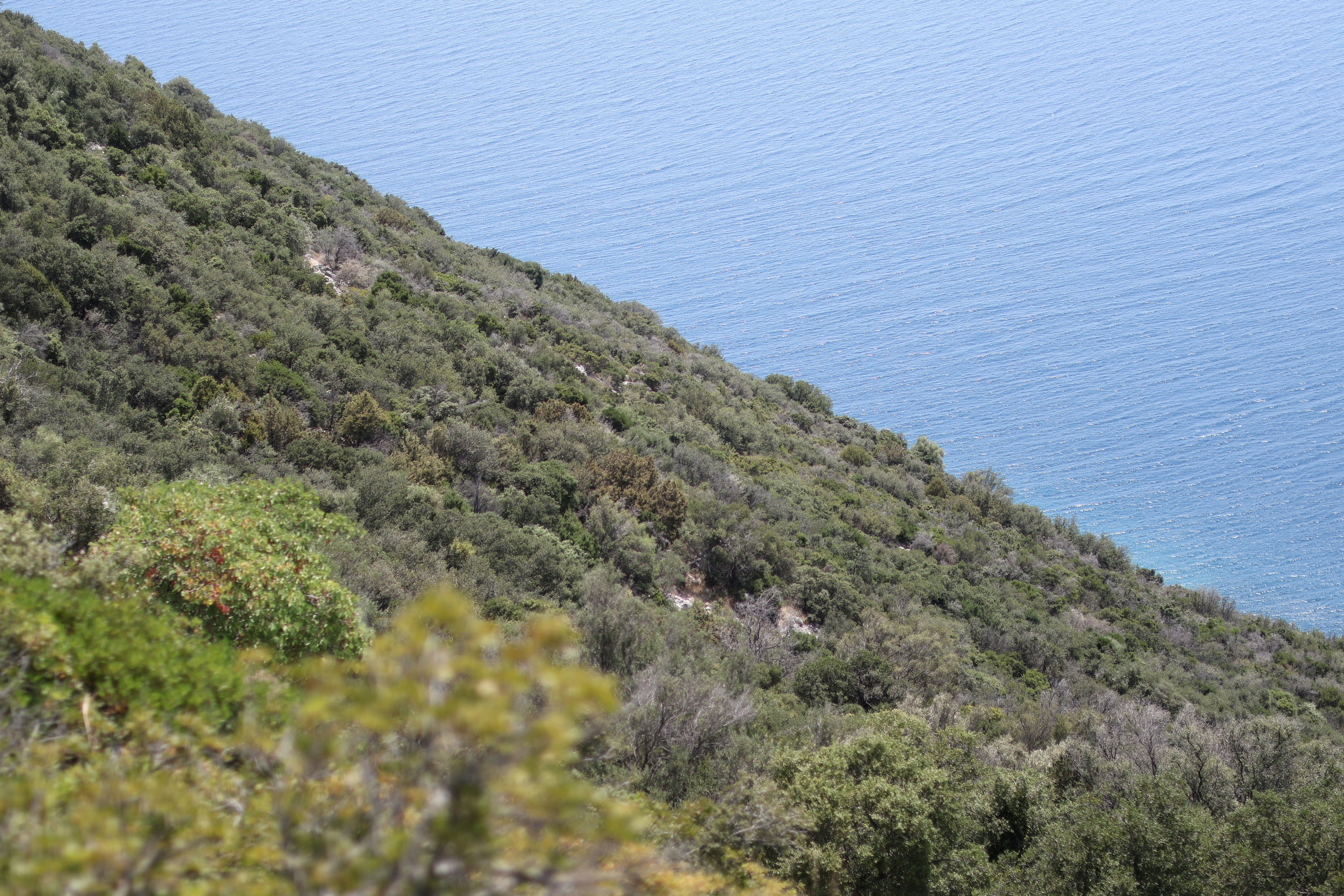 Slope of green scrub with glistening blue sea beyond