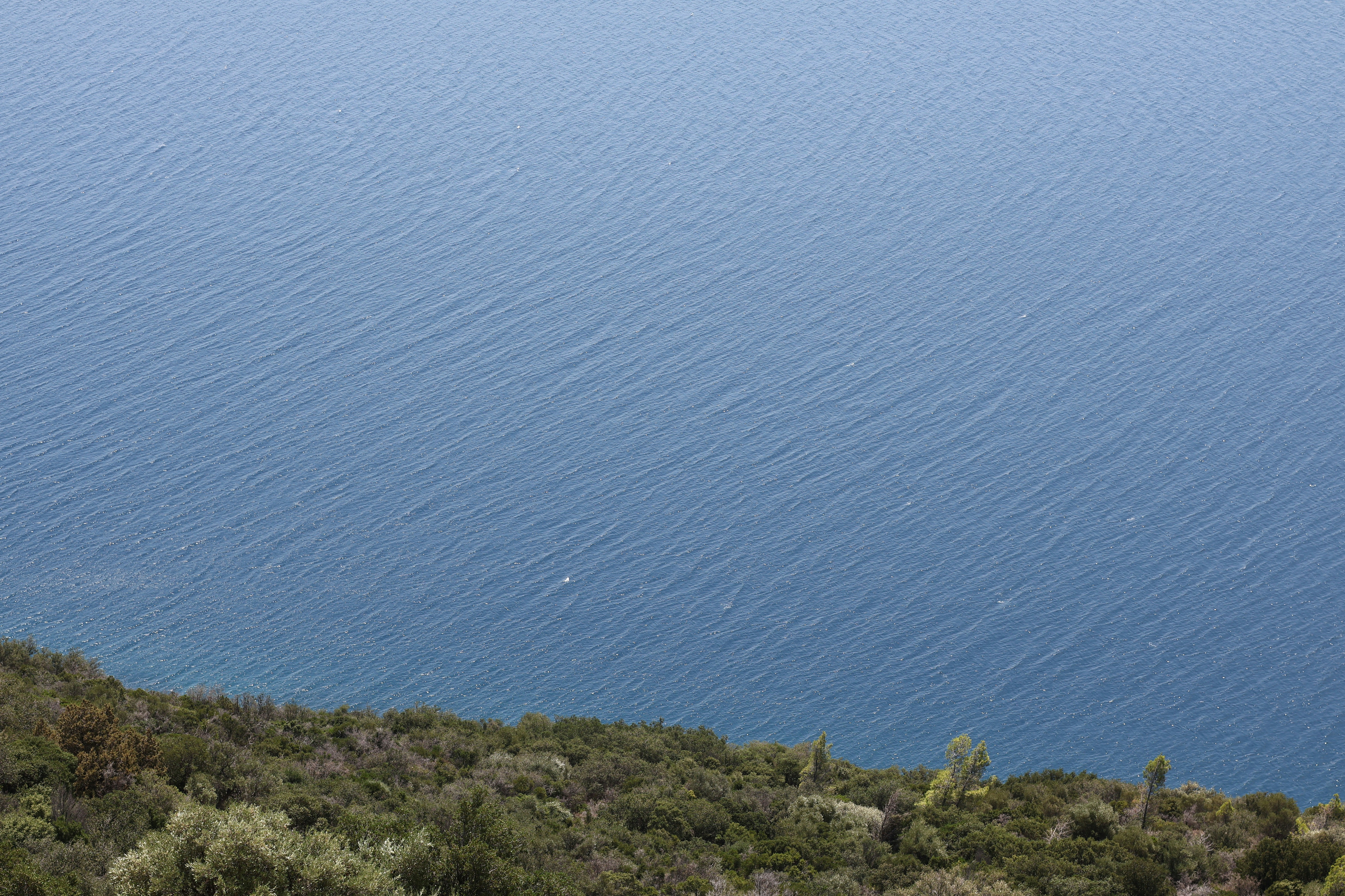 Coastal Verge: Green brush Meets Open Sea