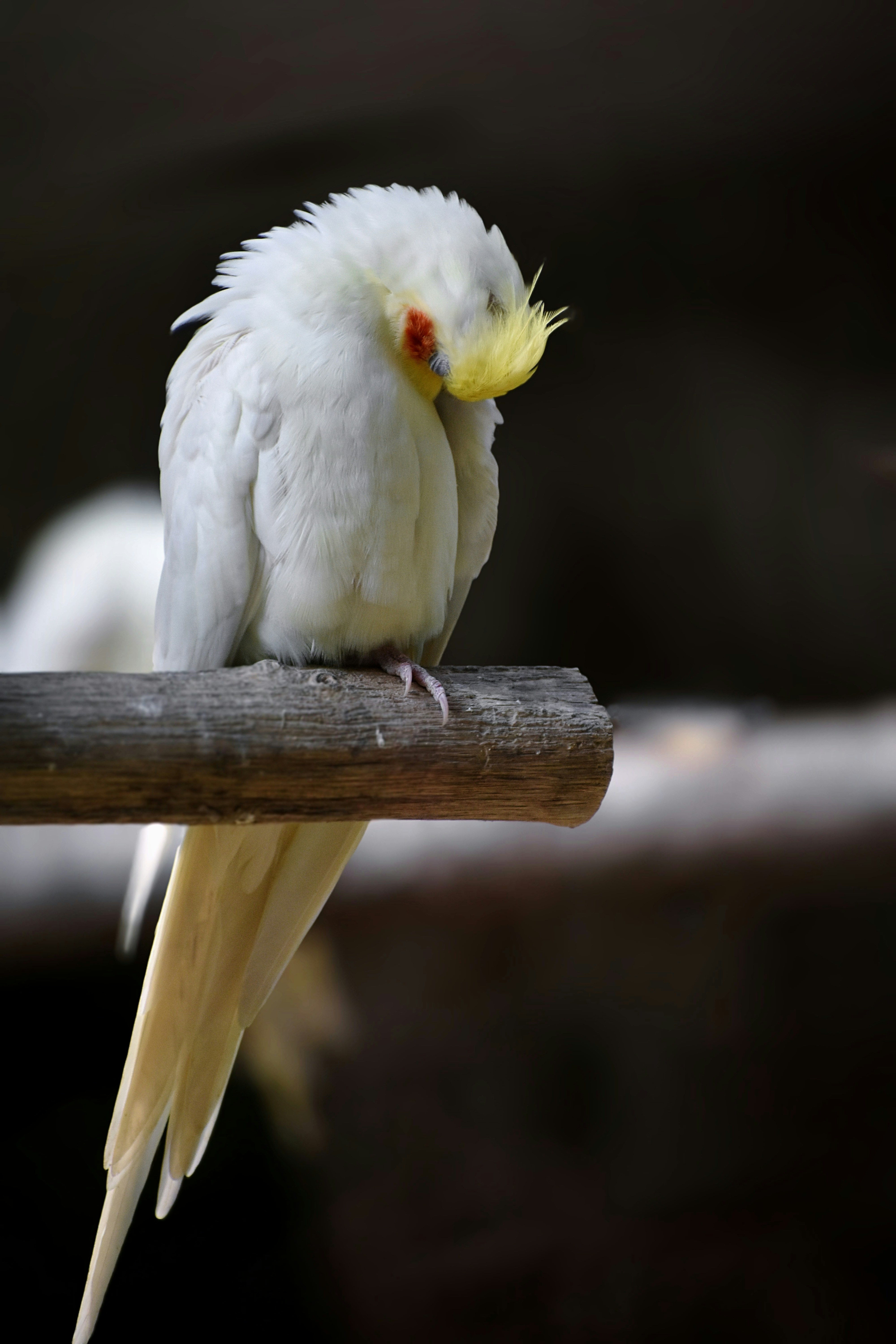 Preening white cockatoo on a weathered perch