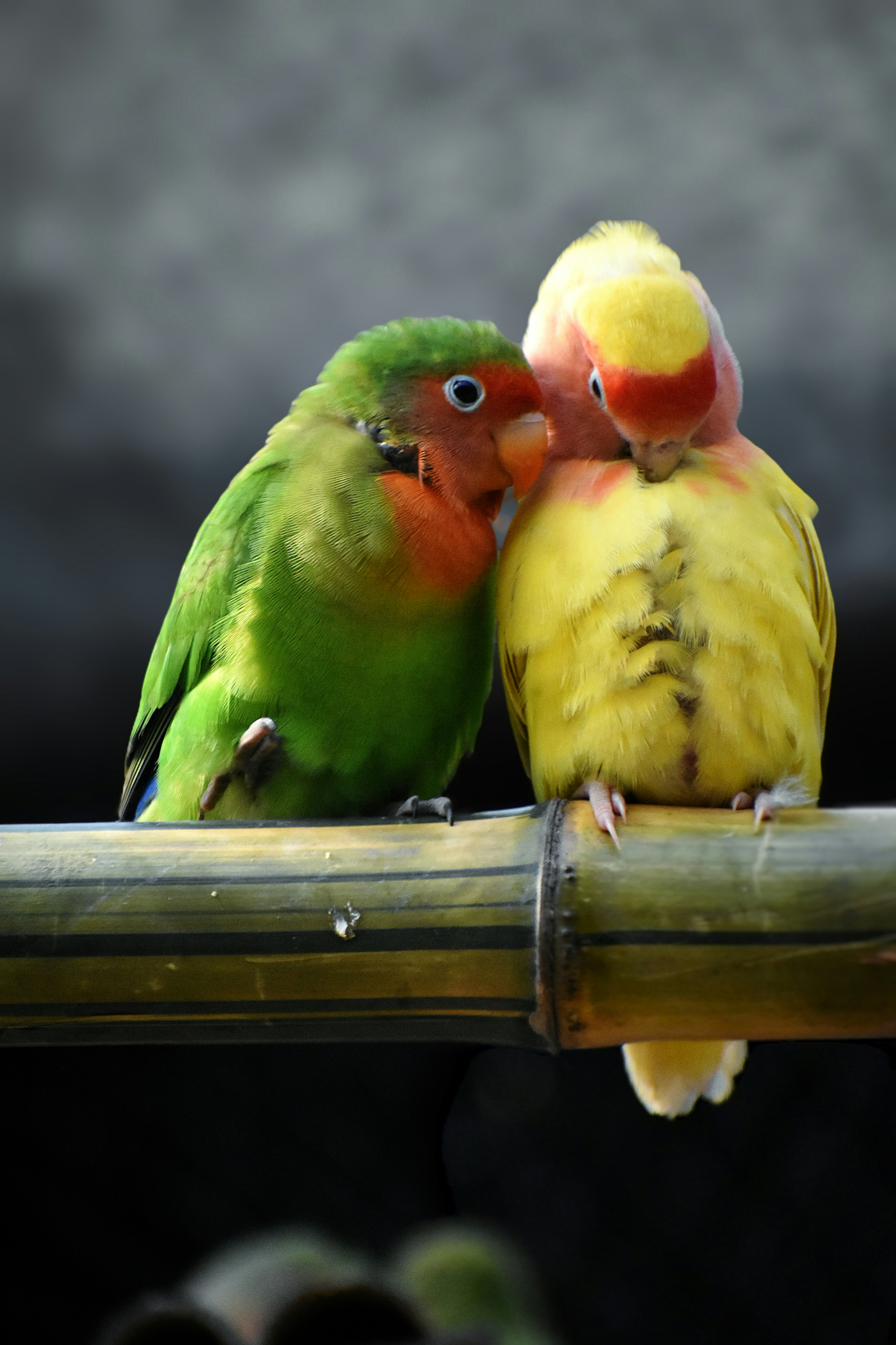 Two Feathers, One Moment: Green and Yellow Lorikeets Share a Quiet Closeness