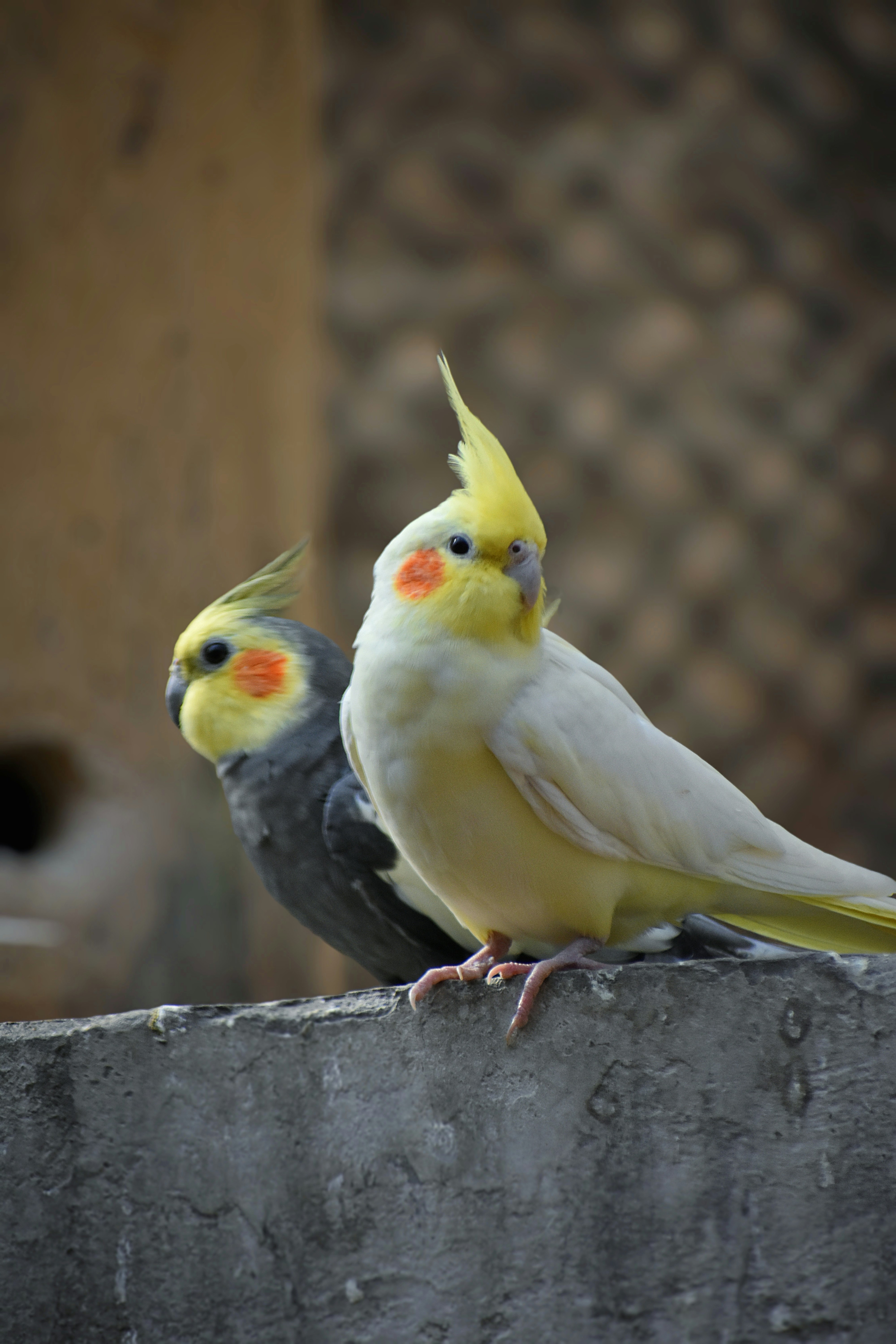 Twin Cockatiel Perch: Sunlit Crest and Curious Gaze