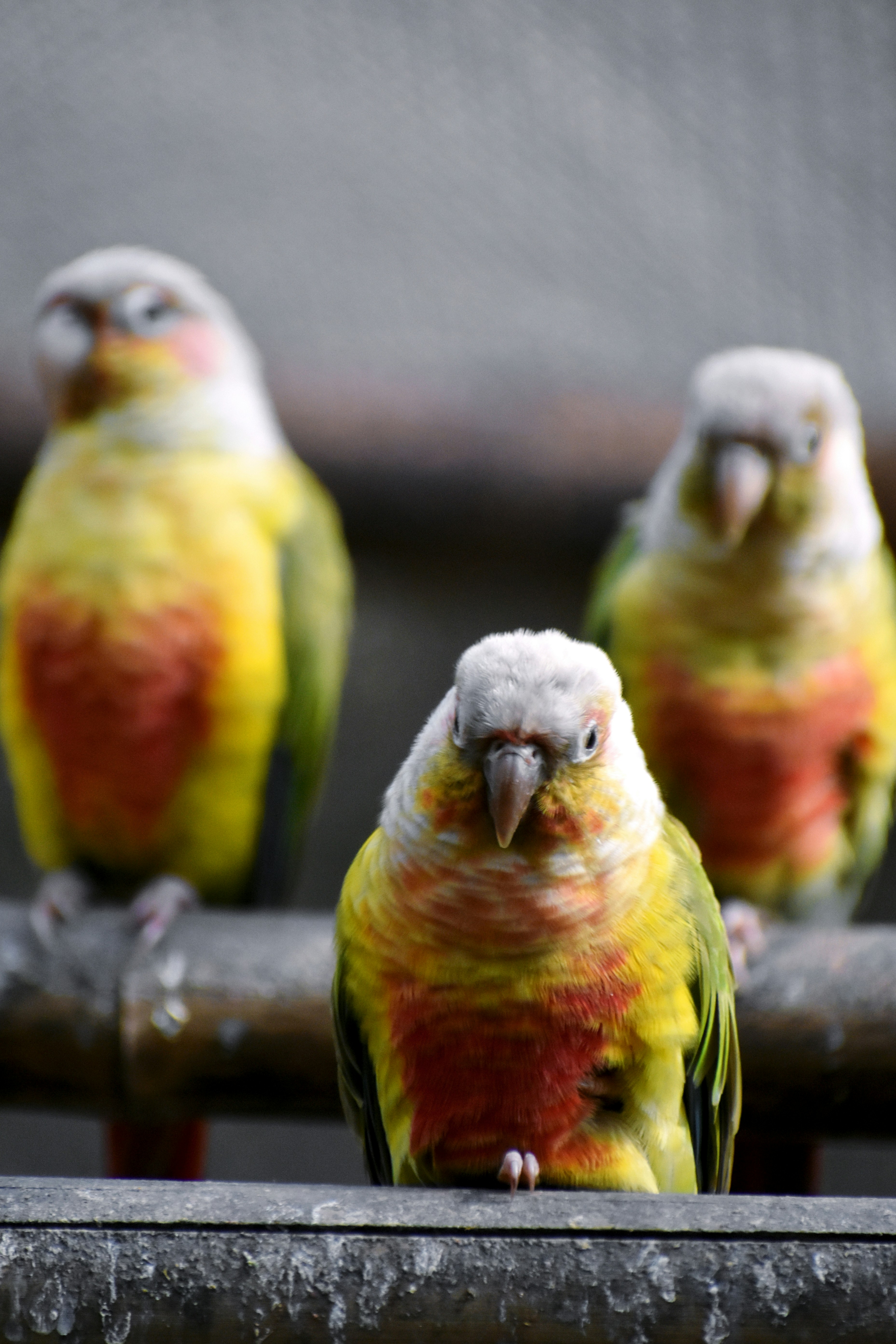 Three Sunlit Cockatiels Rest on a Weathered Bar