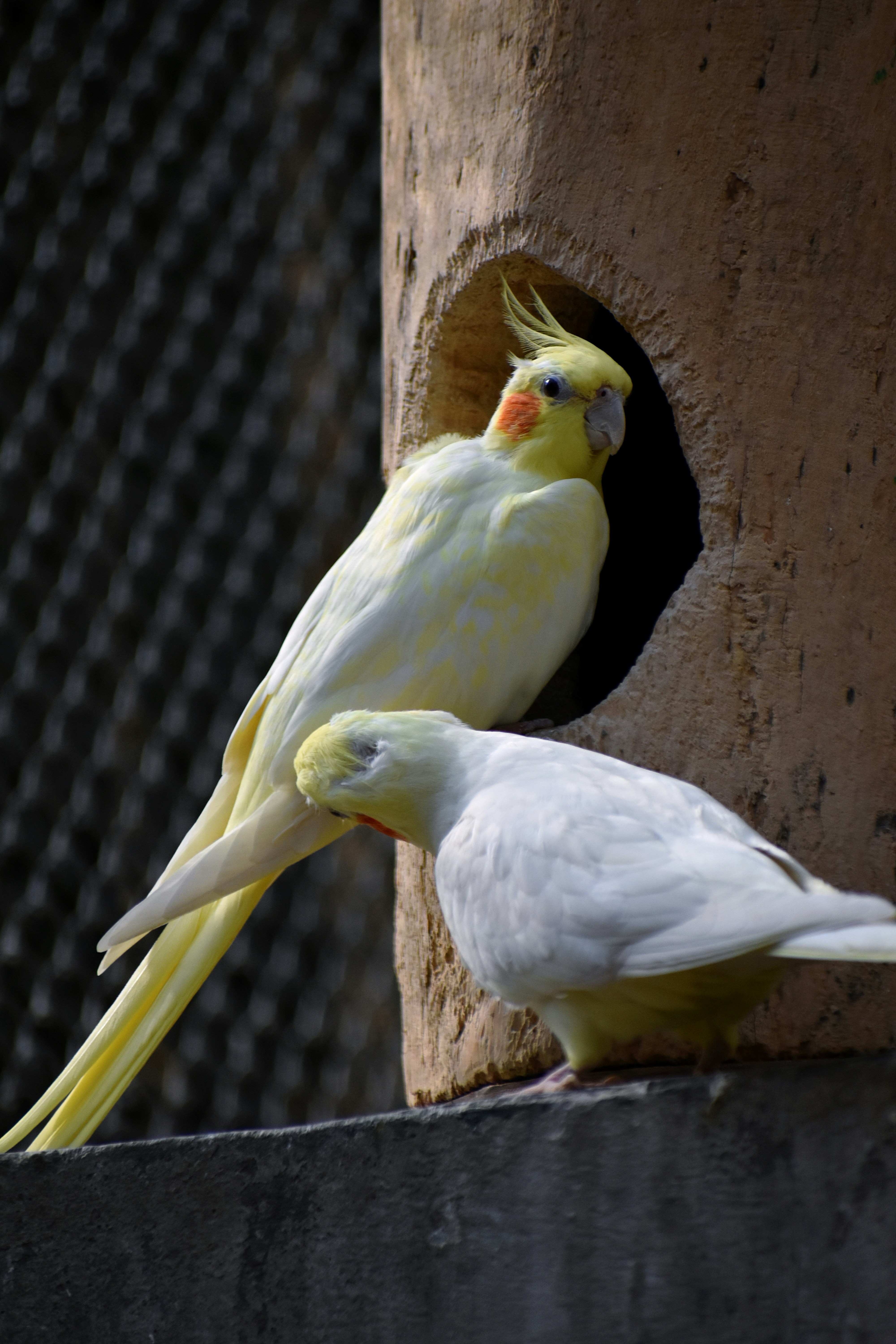 Two cockatiels at a wooden nesting hole