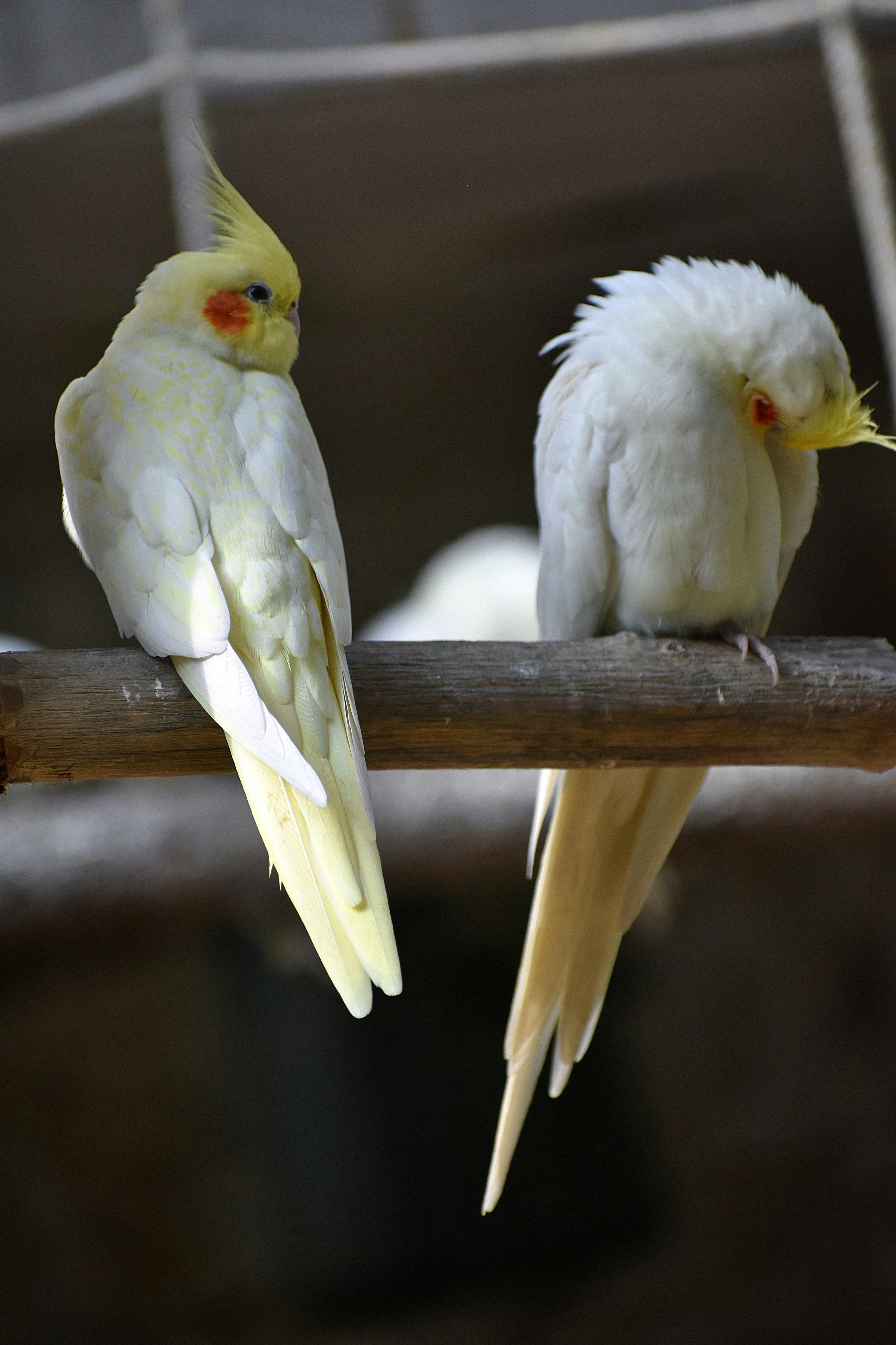Two Cockatiels Rest on a Perched Log, Soft Backdrop