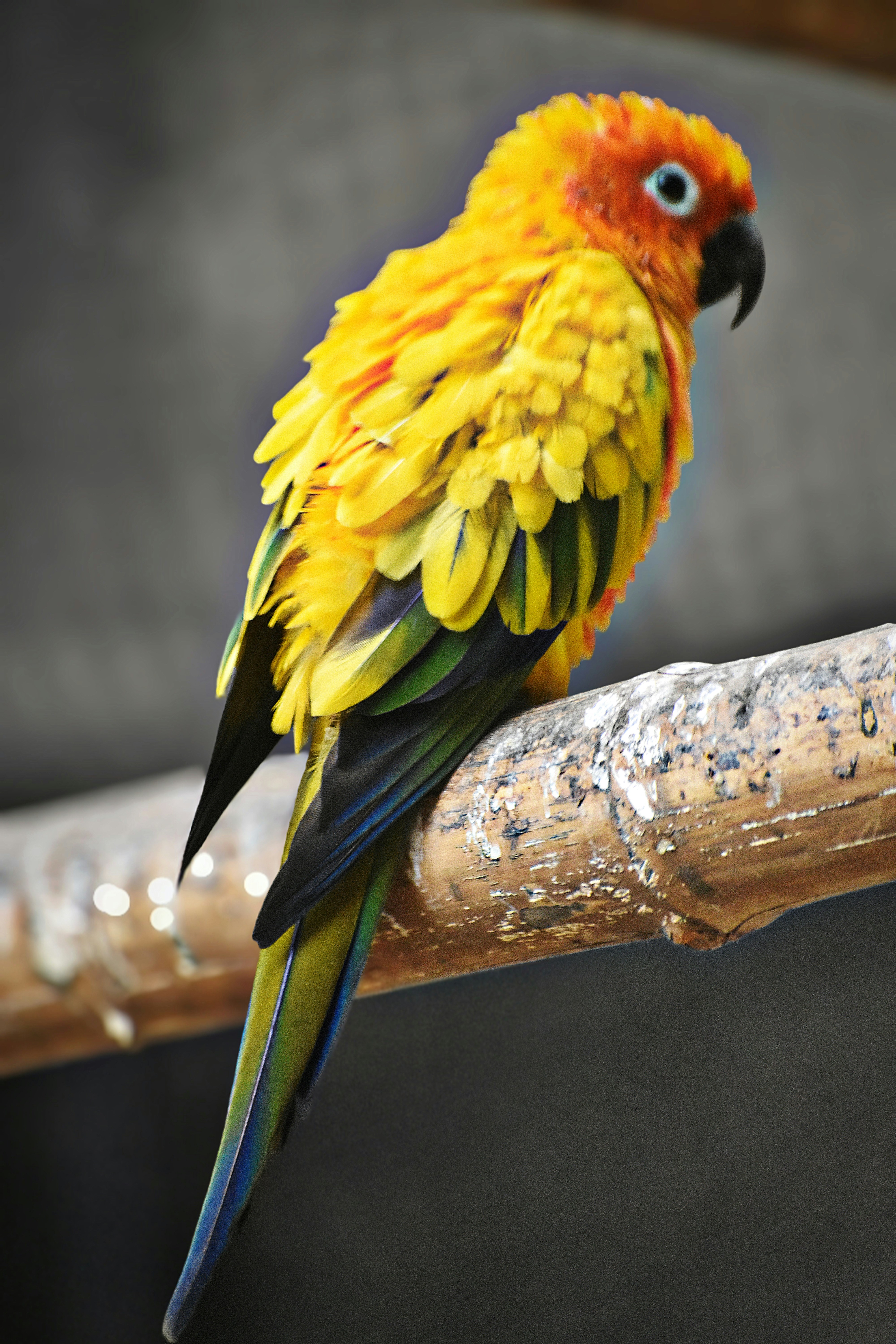 Sunlit Canopy: A Vibrant Sun Conure Perched on a Bamboo Rail