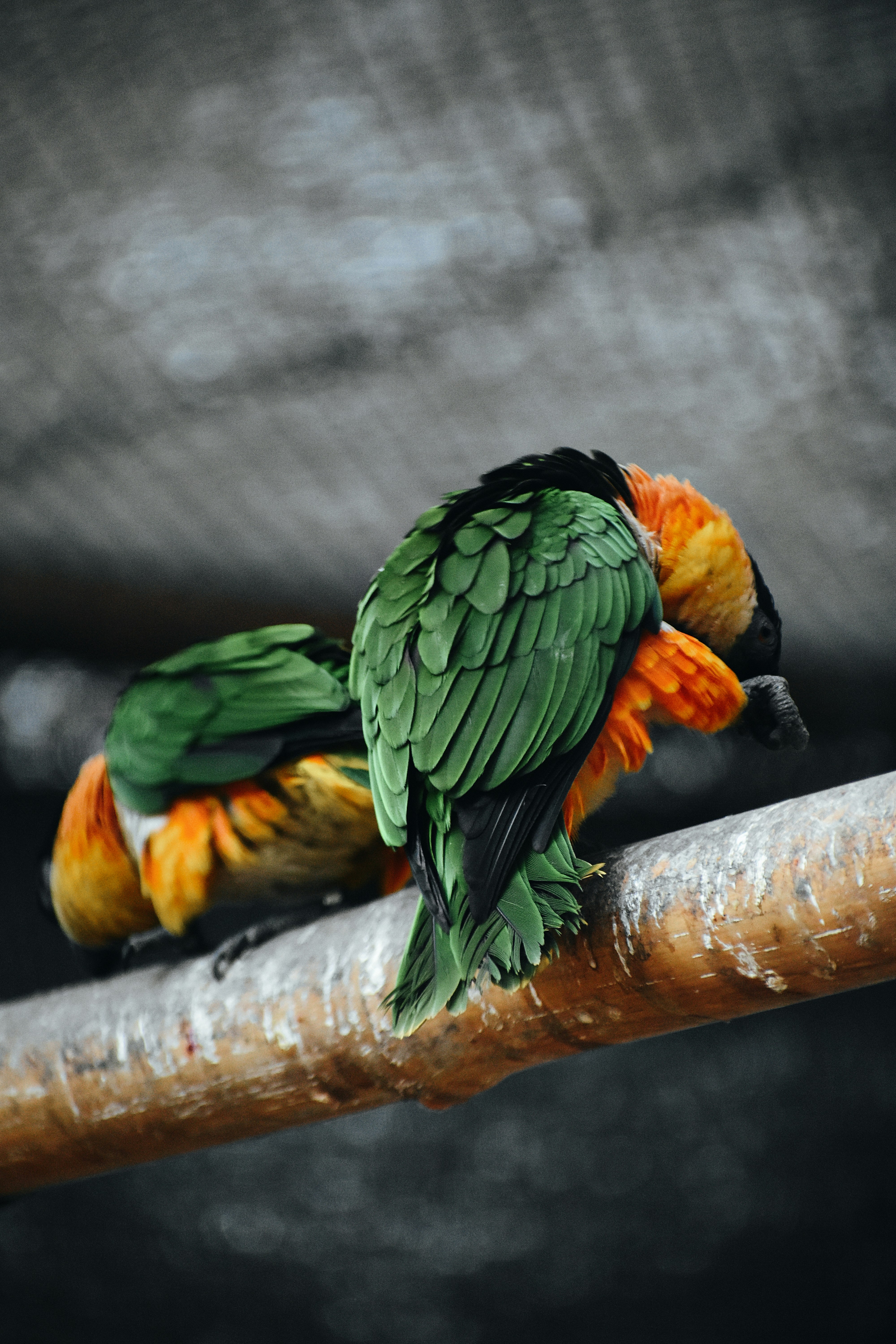 Vibrant Parrots Resting on a Weathered Pipe