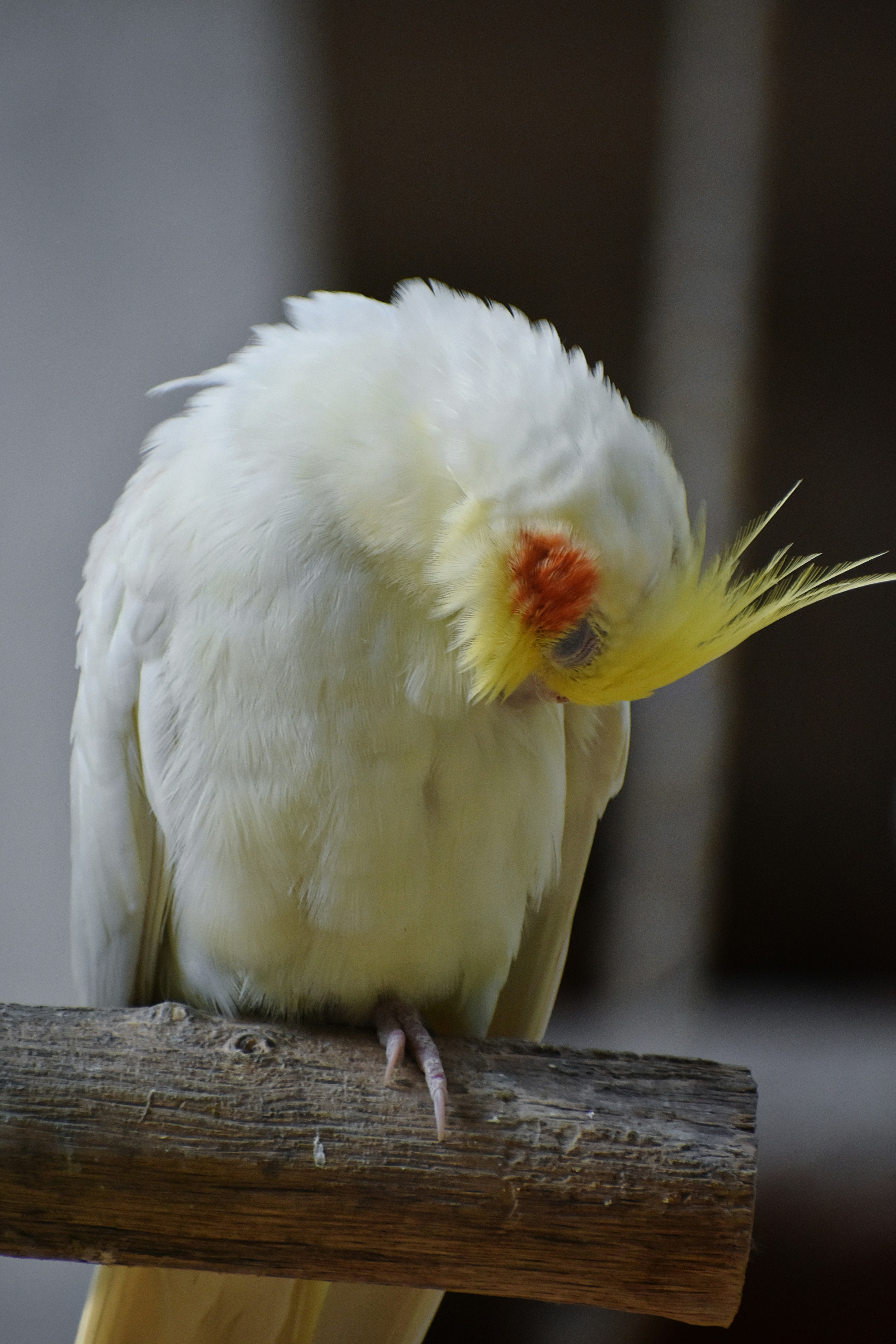 Crested Head Bow: A Cockatiel Drowns in Soft Morning Light