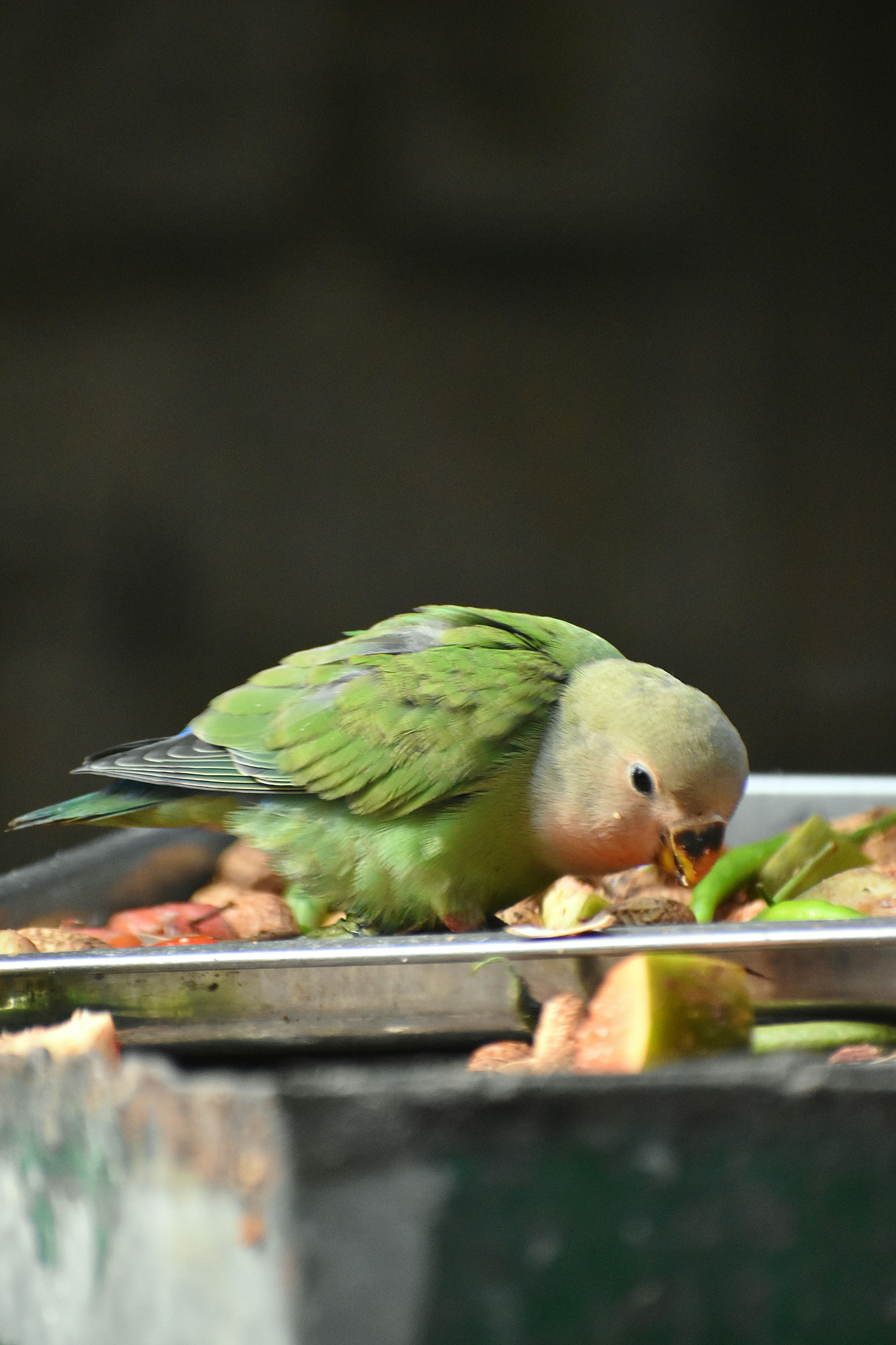 Green parrot over a snack-loaded tray