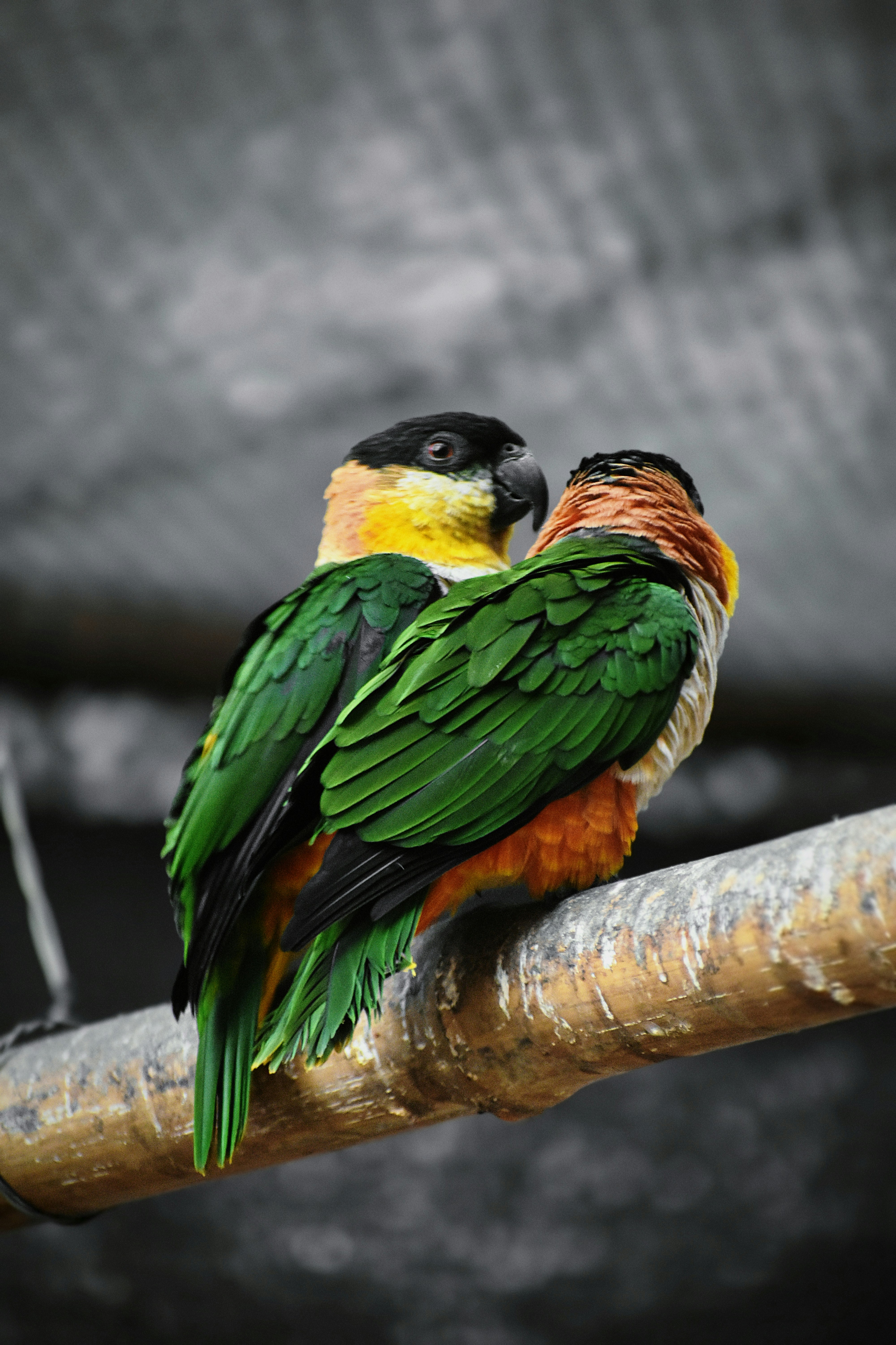 Two Green Parrots Share a Quiet Moment on a Weathered Branch