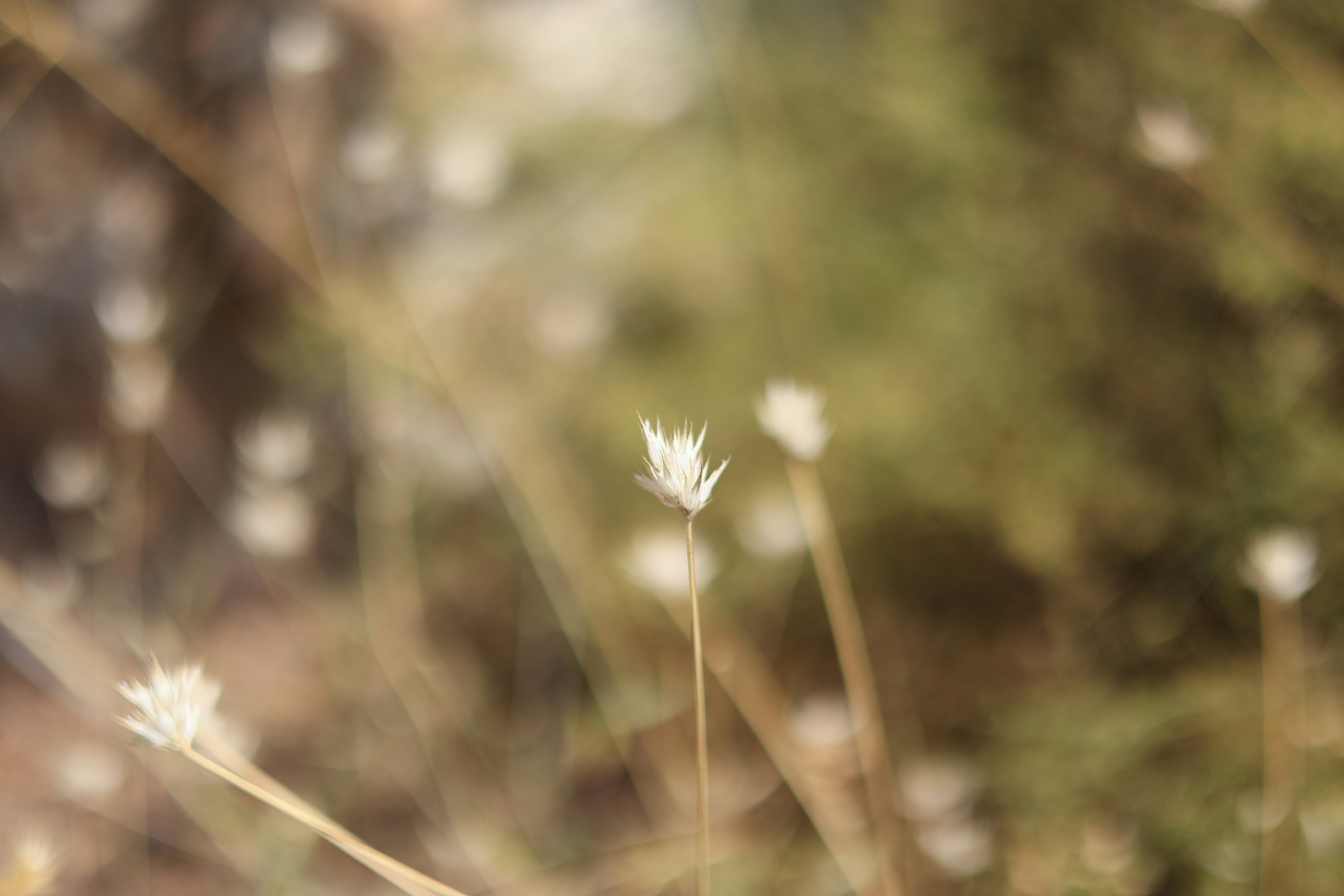 Delicate Seedhead in Soft Autumn Light