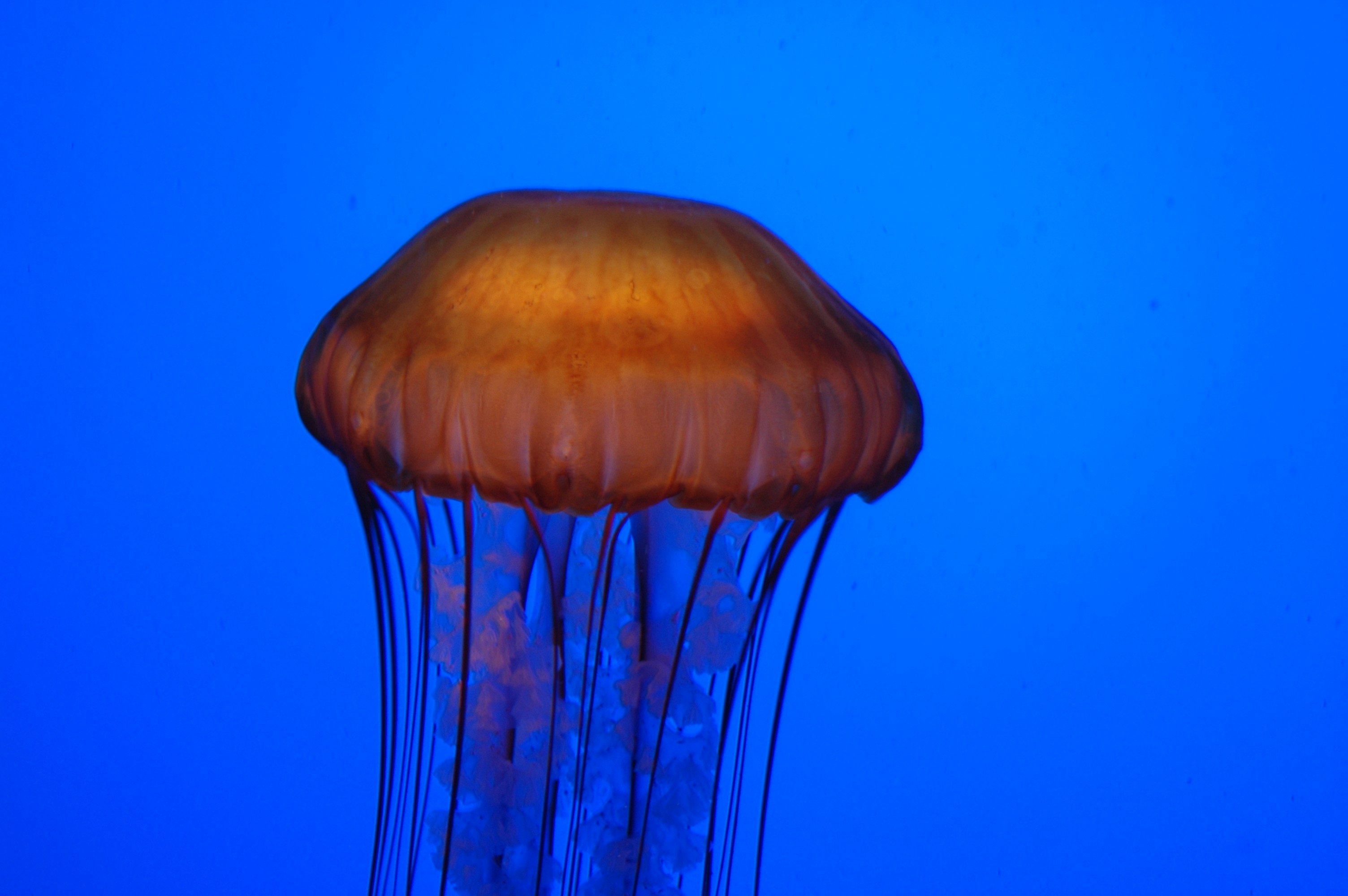 Jellyfish with orange bell and trailing filaments glides in a cobalt blue tank, emphasizing color contrast and graceful movement. Notable is the luminous blue background surrounding a single marine organism.