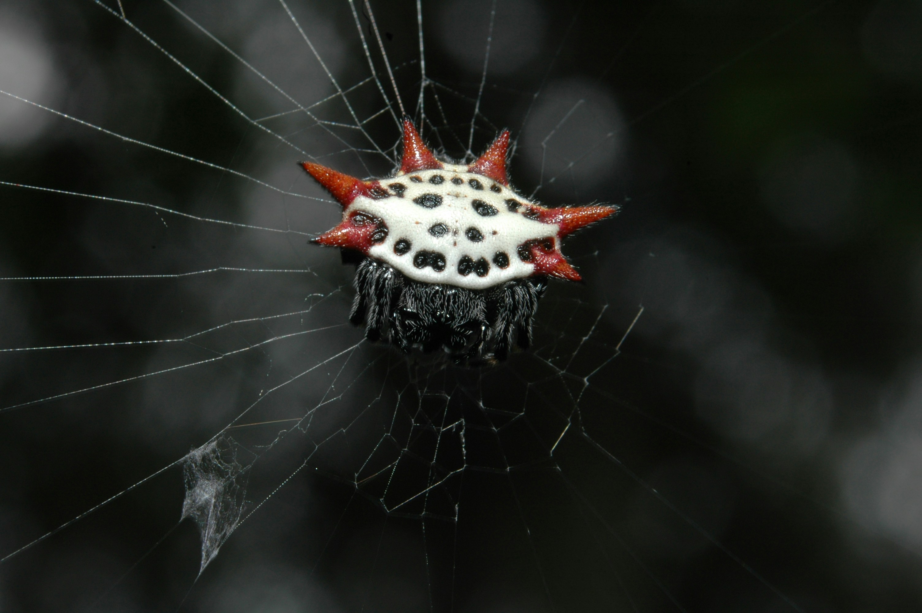Spiny Starburst Orb-Weaver at the Center of a Delicate Web