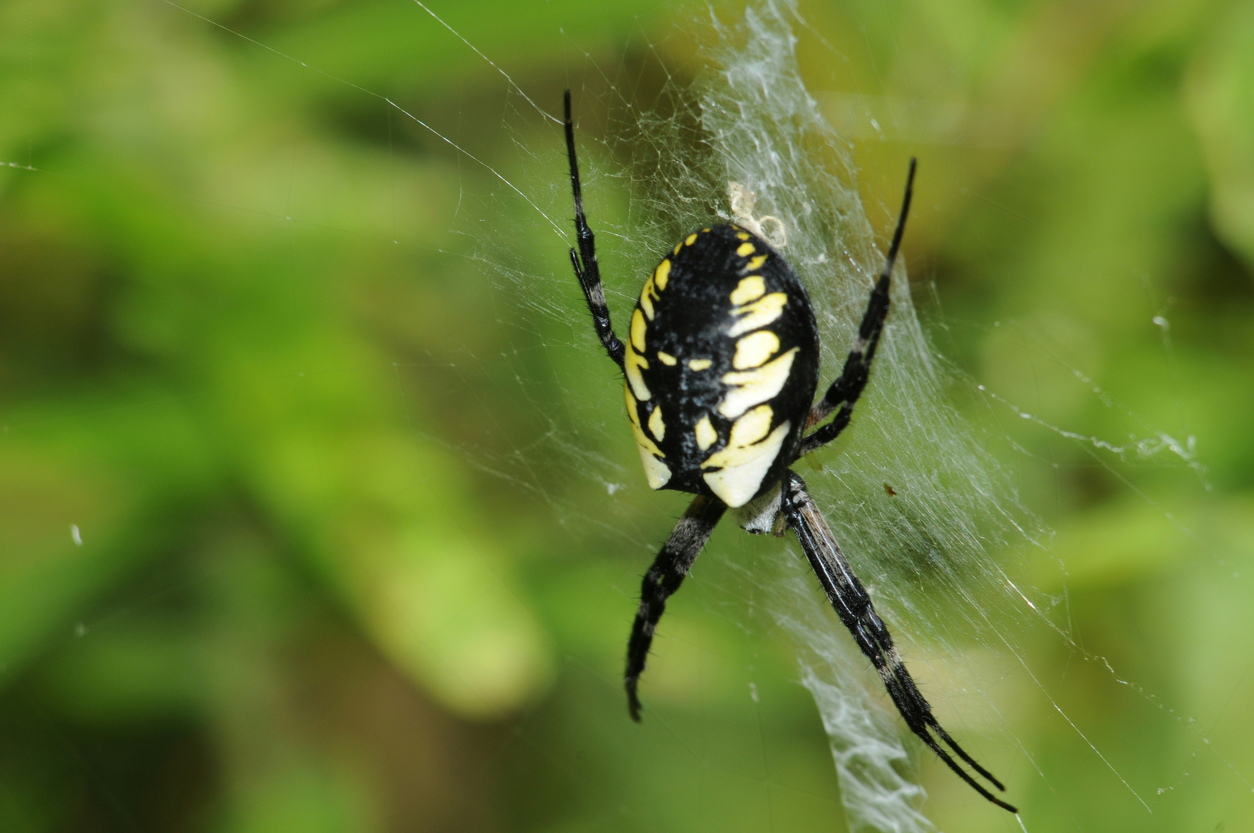 Stripe-back Spider on a Silk Thread—Mid-Calligraphic Web Highlight