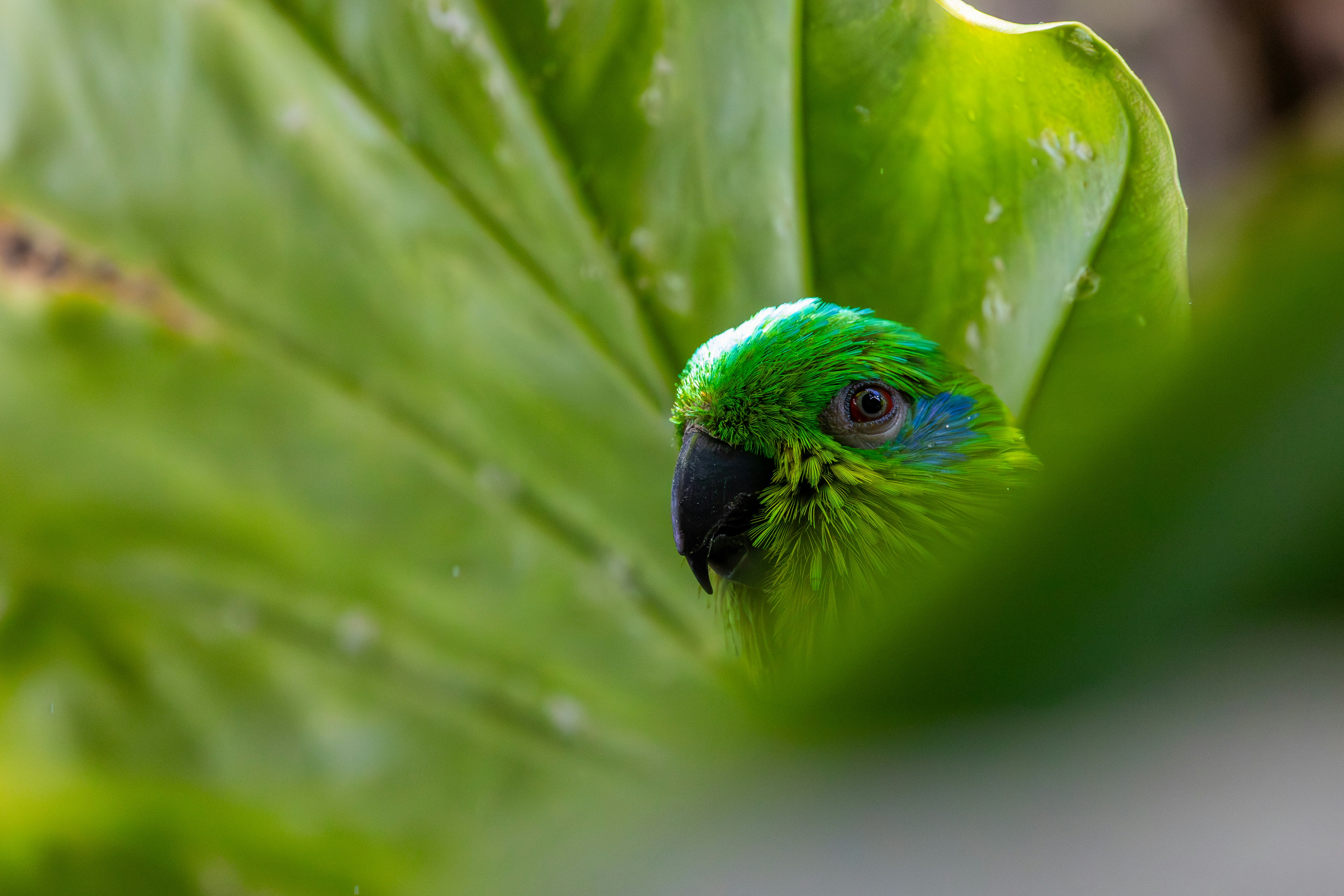 Emerald Crown: A Green Parrot Peeking Through Leaves
