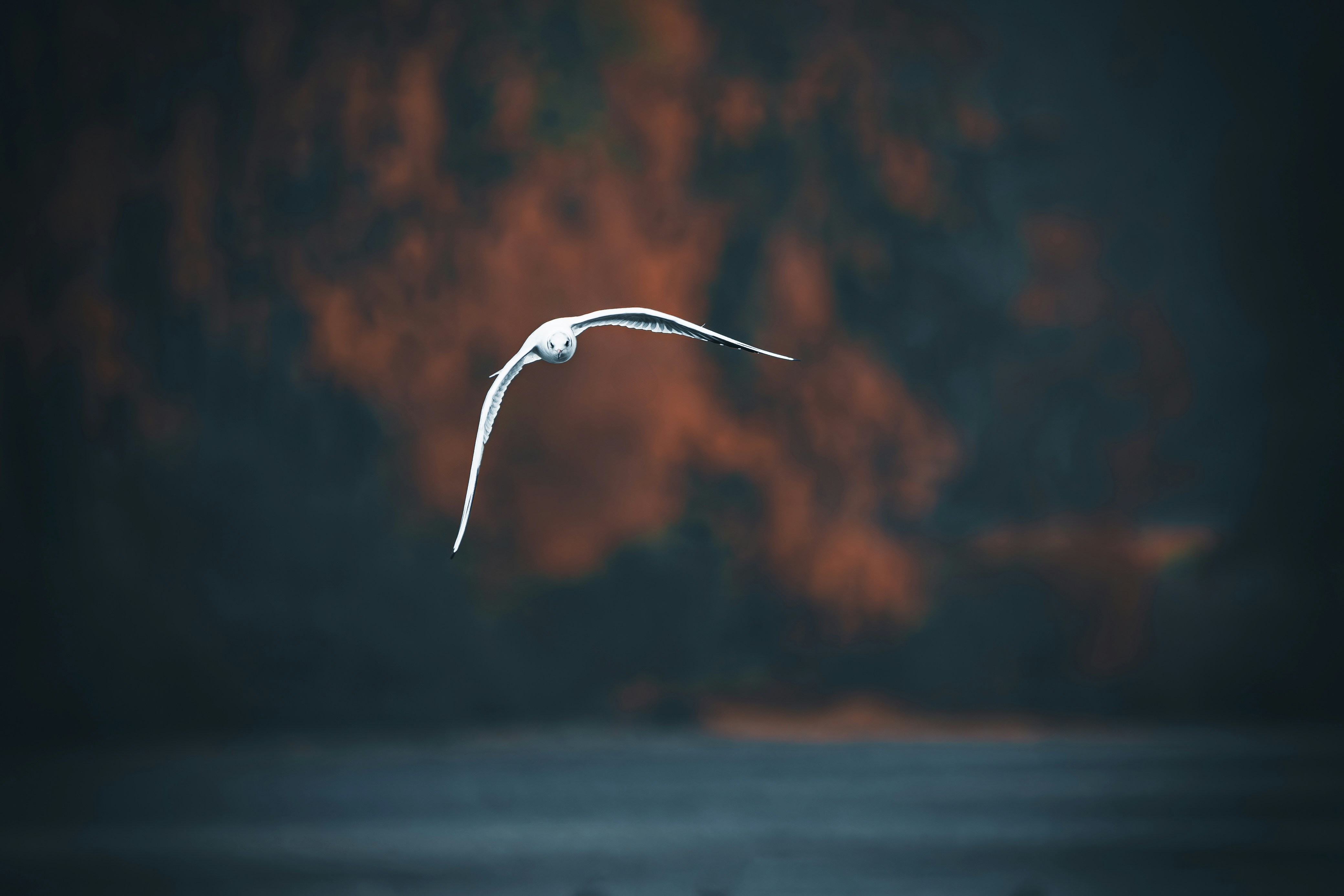 Soaring White silhouette above a quiet blue horizon