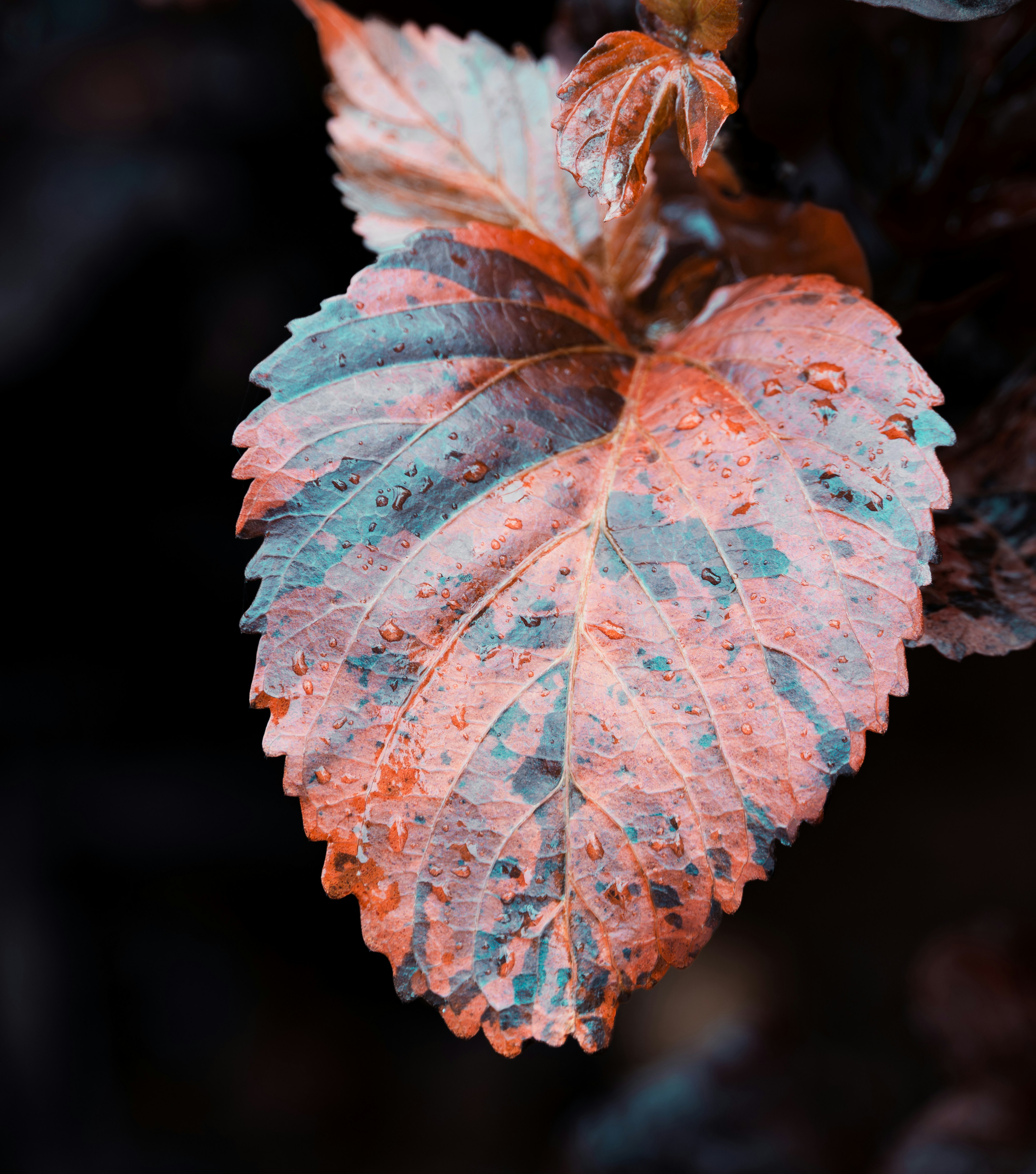 Dew-kissed Autumn Leaf: Dual-Tone Veins in Low Light
