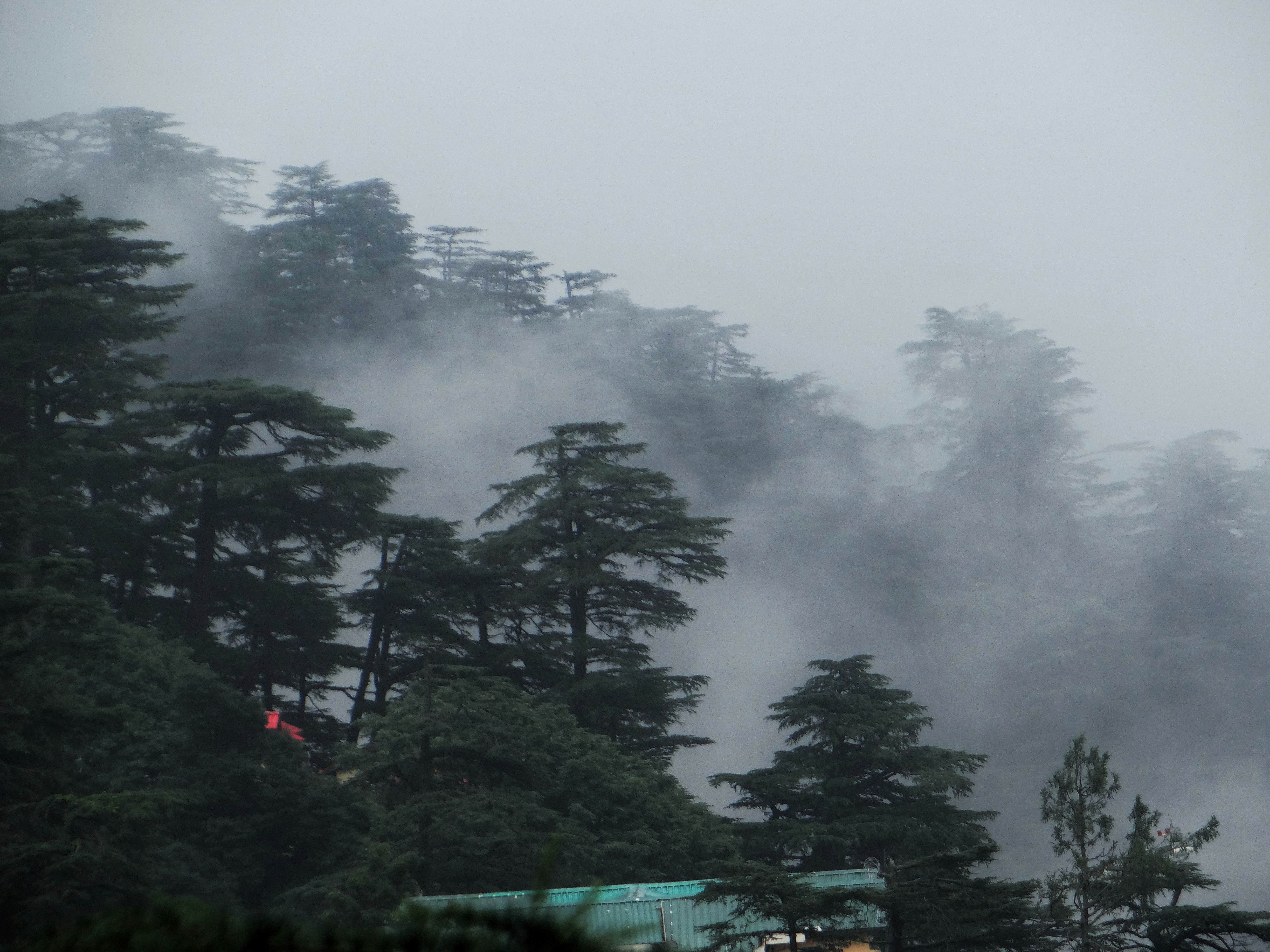 Mist Among the Pines: A Quiet Summit Shrouded in Fog