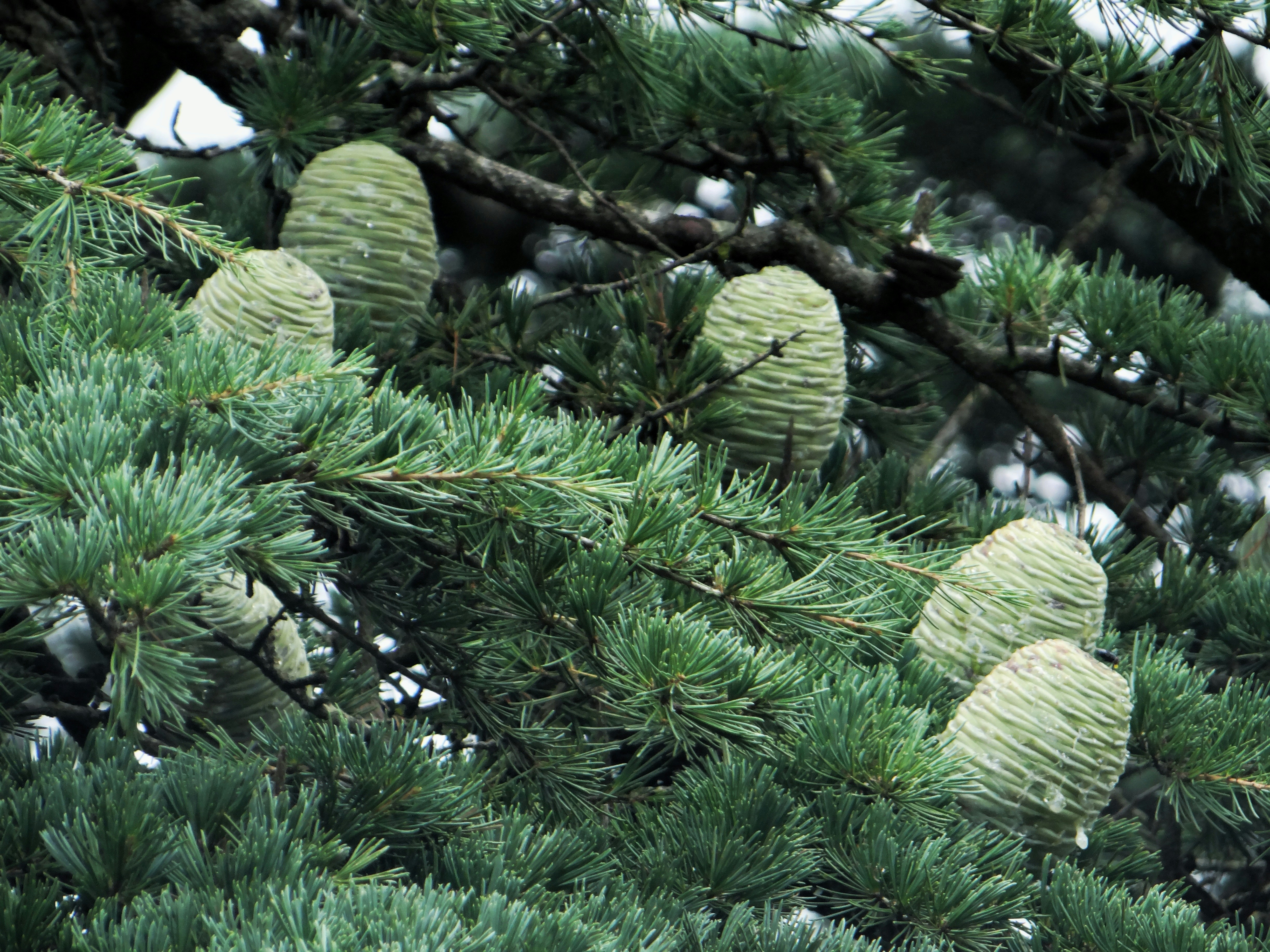 Pine Cone Hideaway: Pine Boughs Framing in Soft Focus
