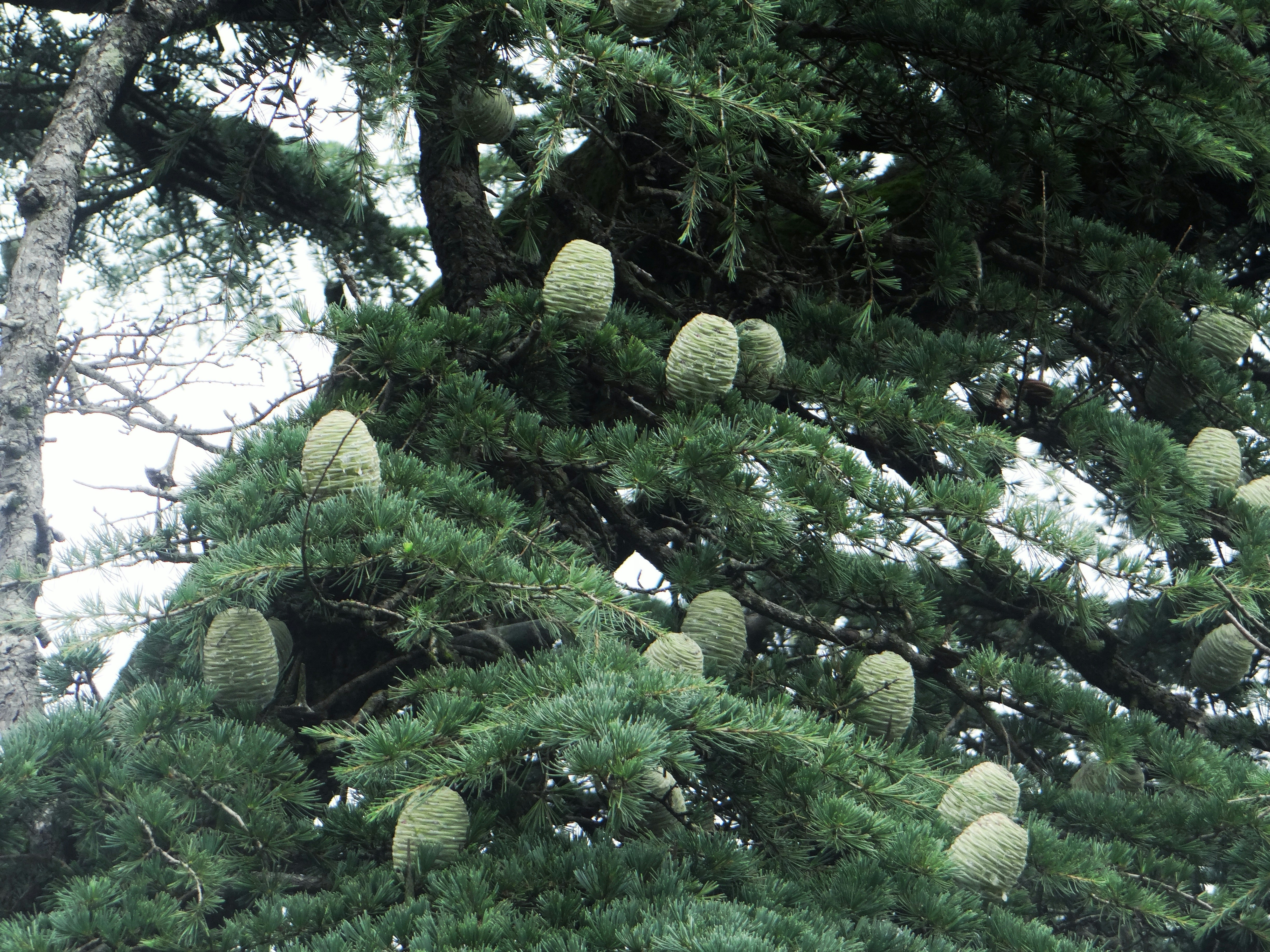 Conifer bounty: pine cones dotting a shaded bough