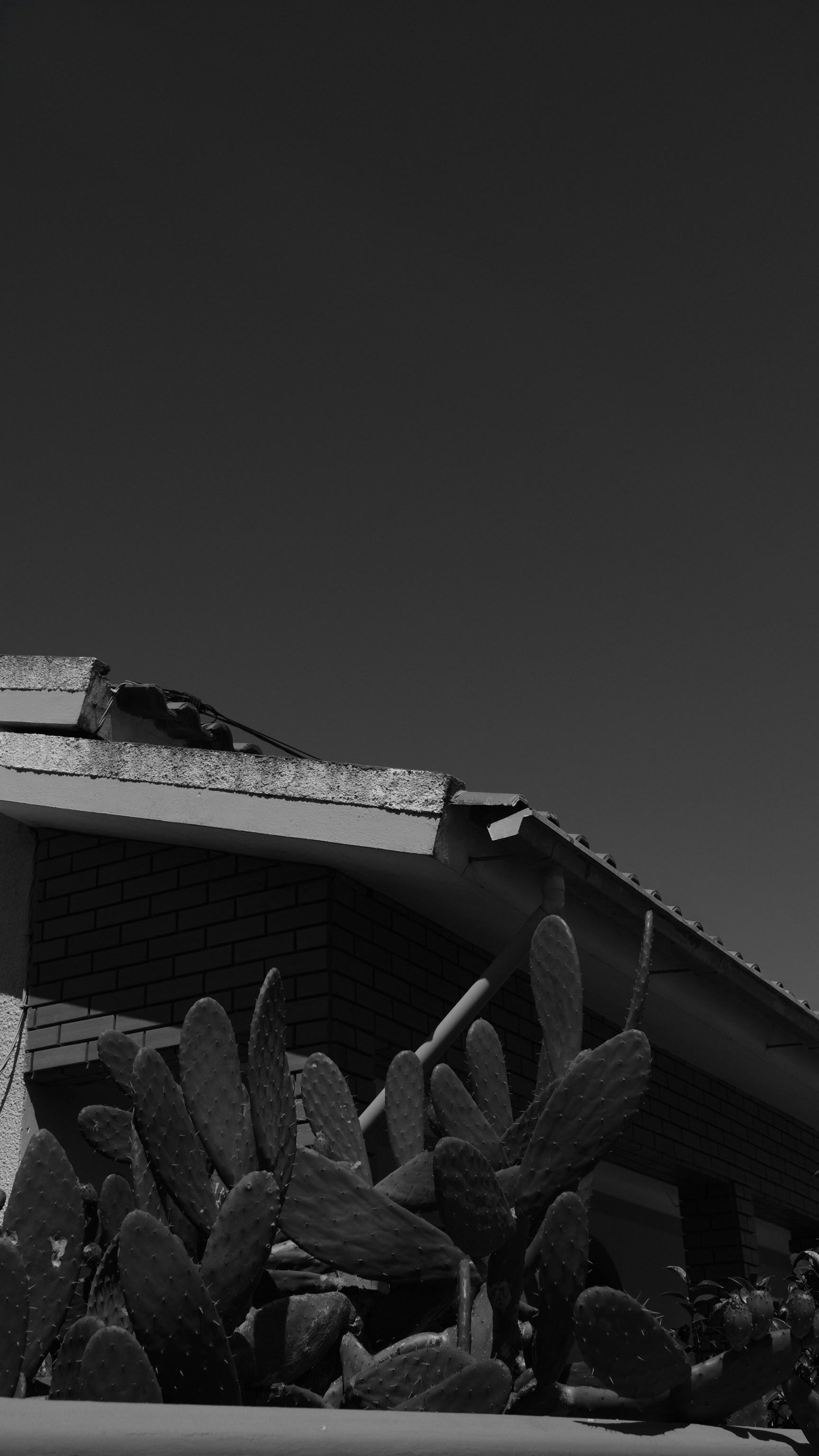 Deserted Rooftop Garden: Cactus silhouettes Against a Quiet Sky