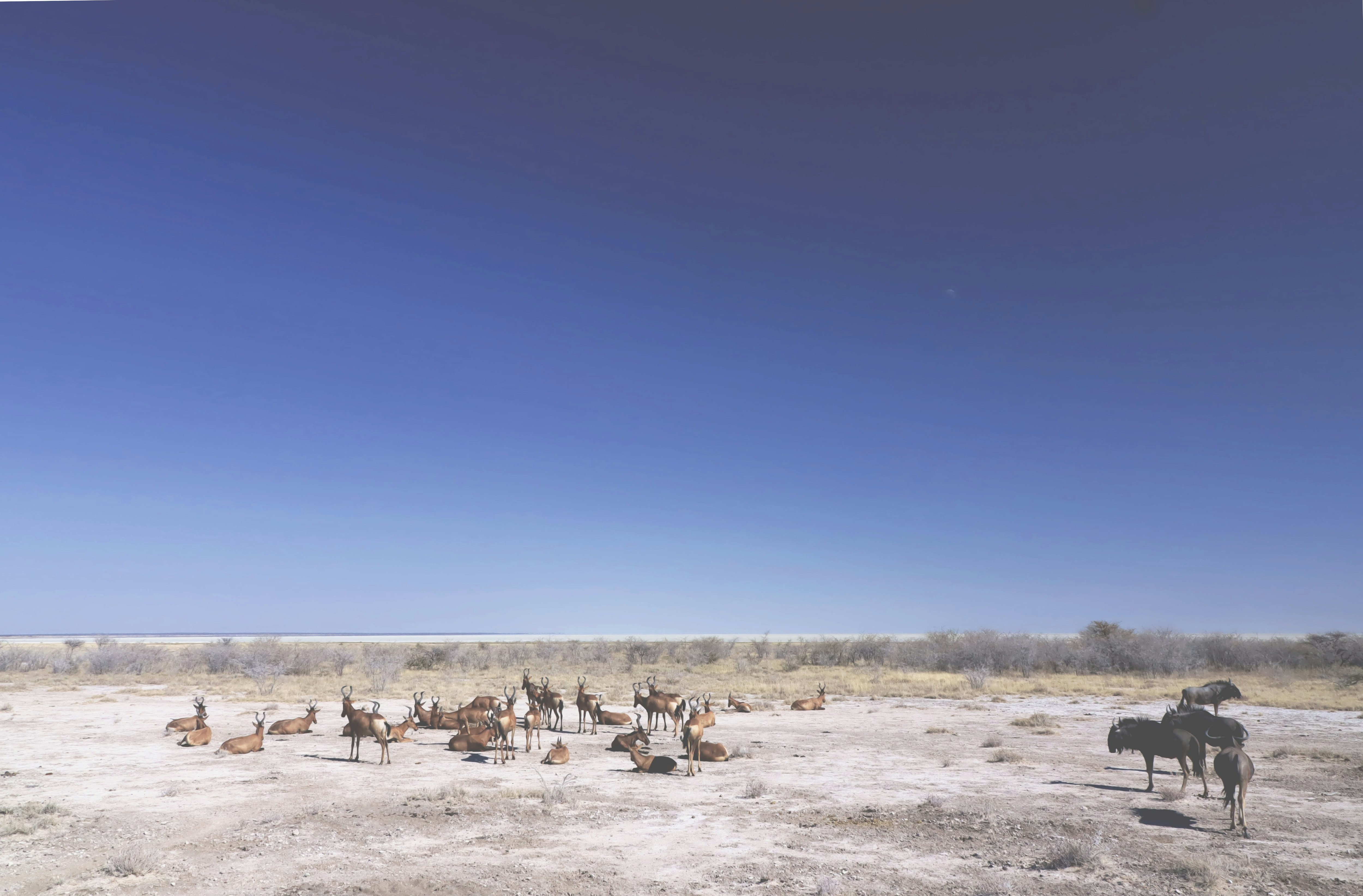 Dry Riverbank Herd: A herd of antelopes and a lone donkey under a vast blue sky