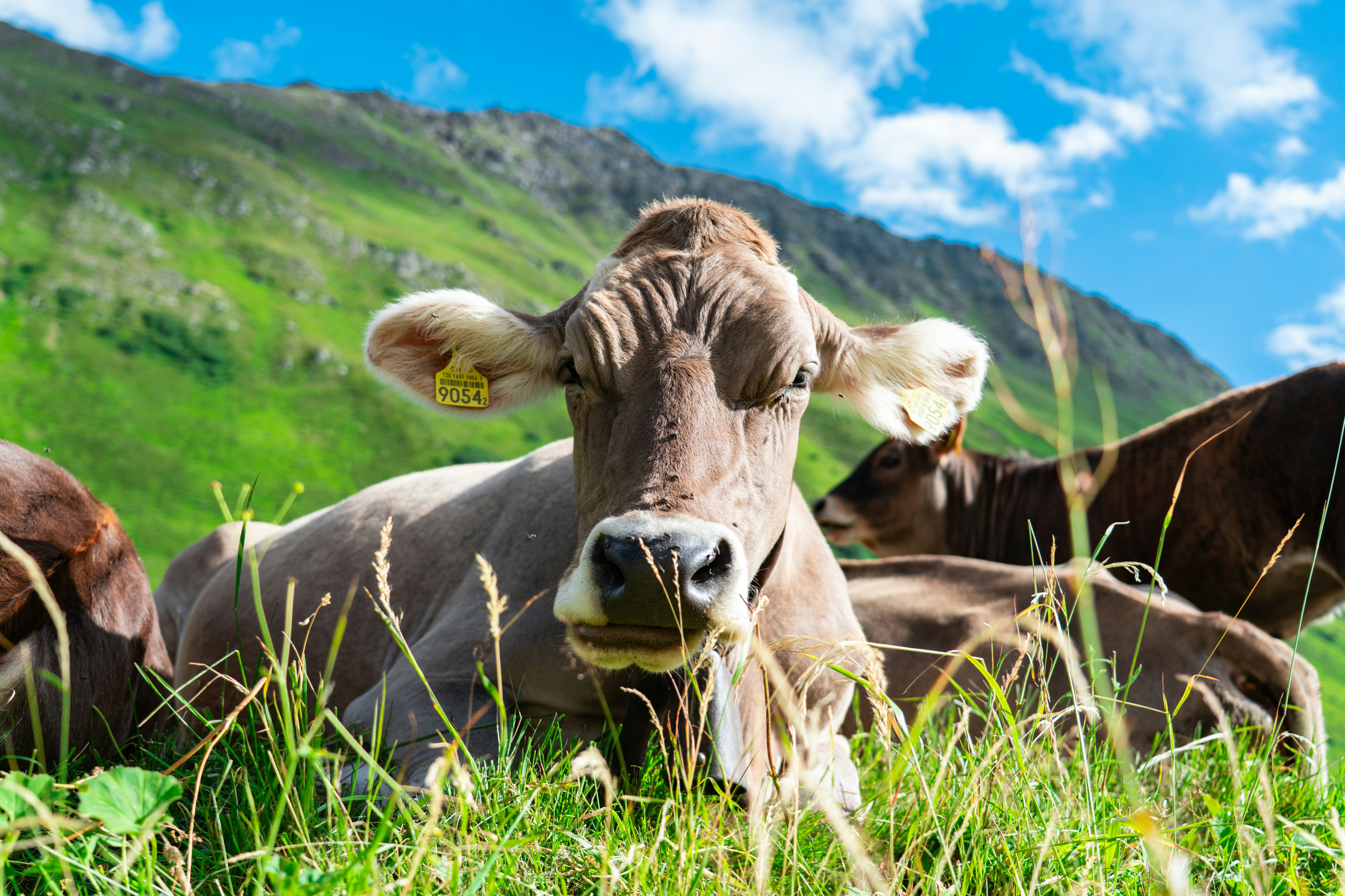 Cow in the Swiss alps