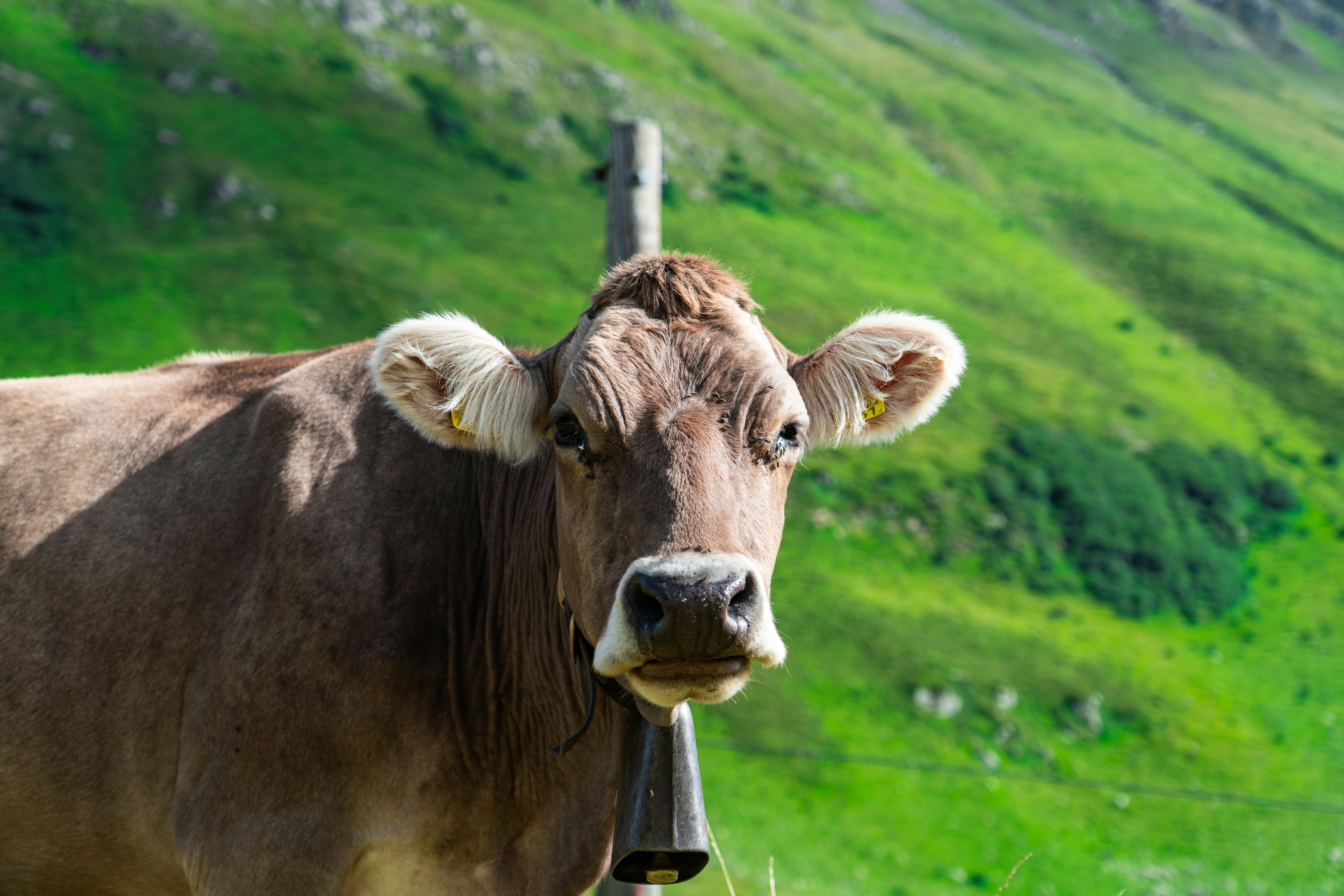 Curious Gaze in a Lush Alpine Meadow