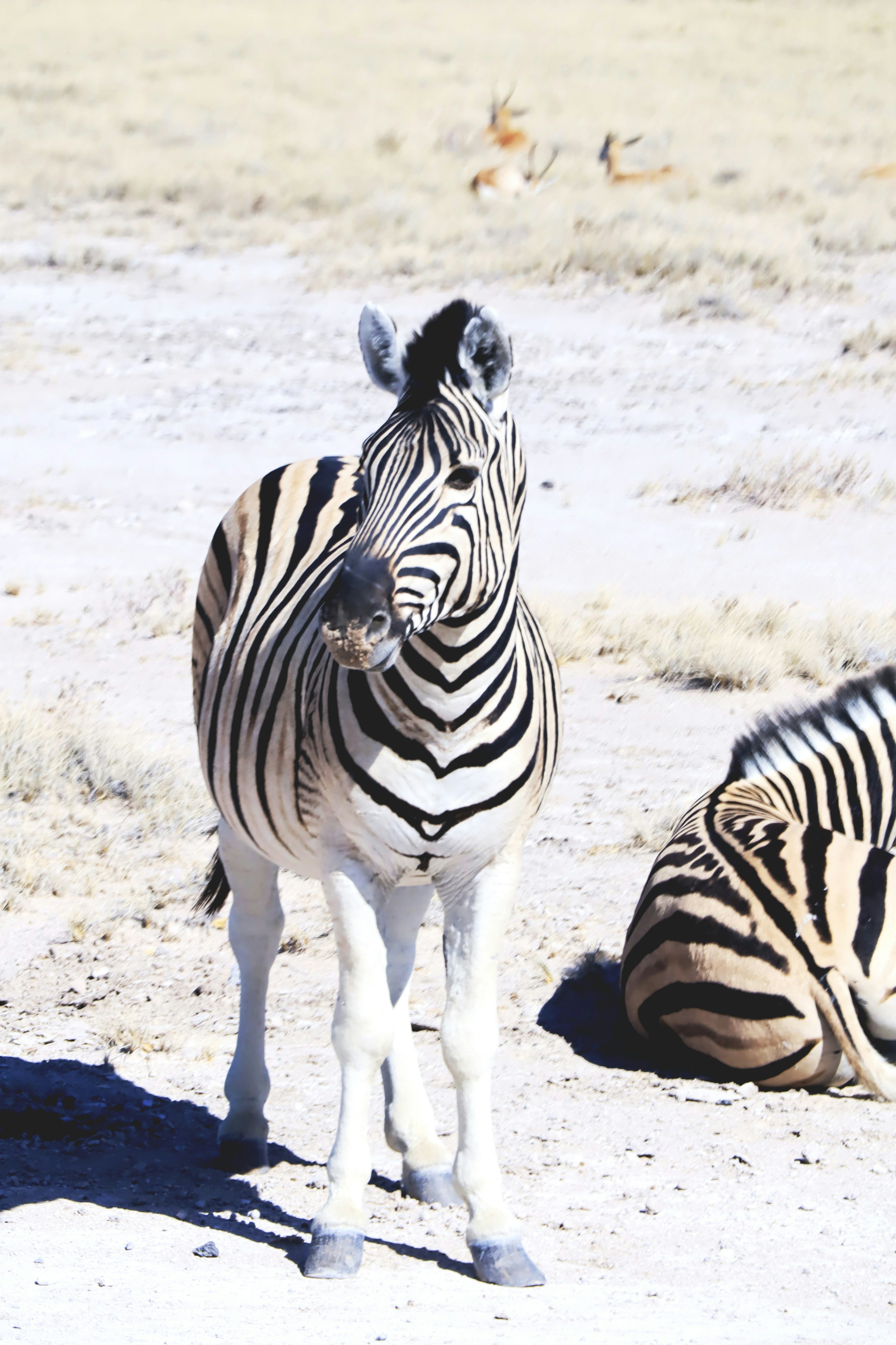 Zebra in Sunlit Plain: Stripes, Light, and Quiet Gaze