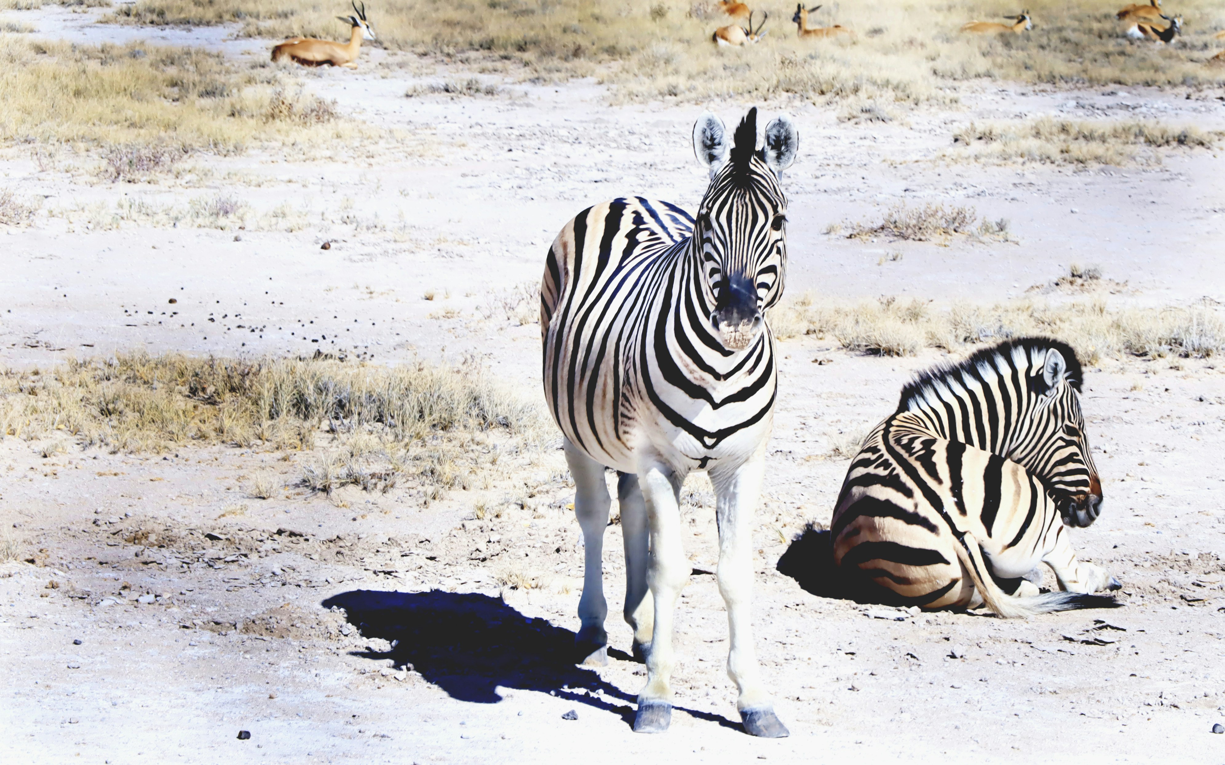 Zebras in the Dappled Heat: A Curious Stare and a Resting Pair