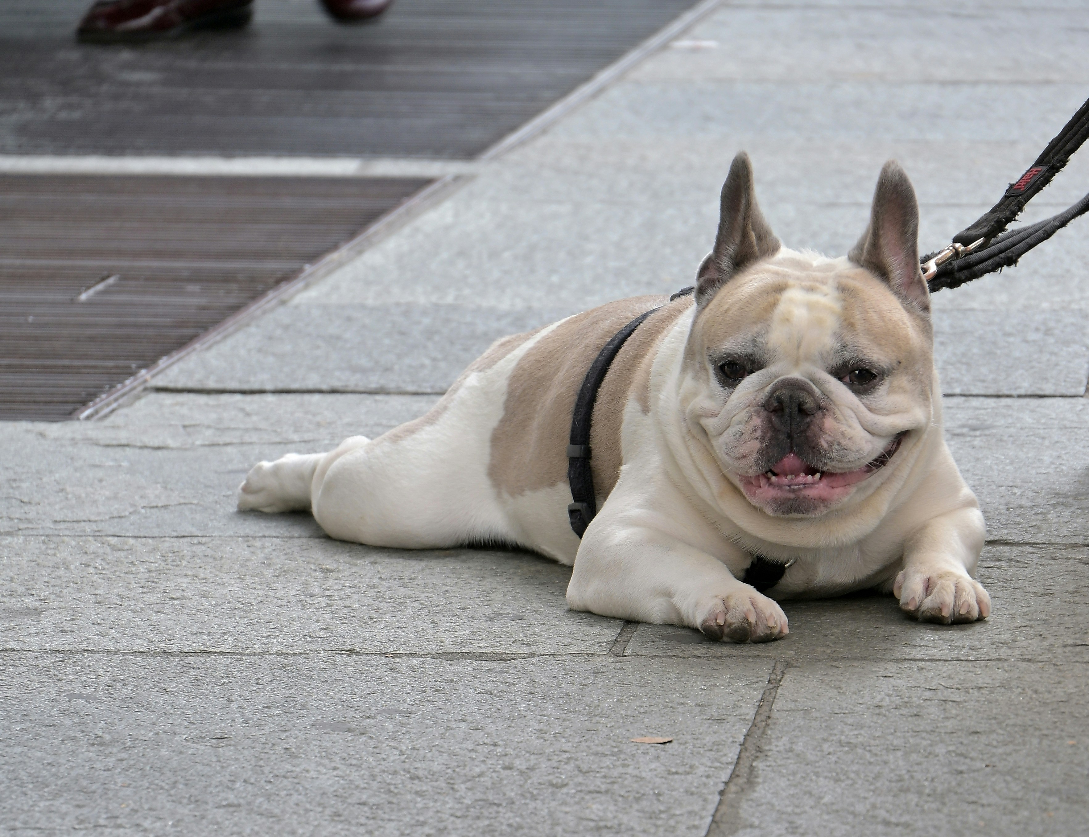 Lounging on Stone: A Chubby French Bulldog Enjoys Urban Quiet