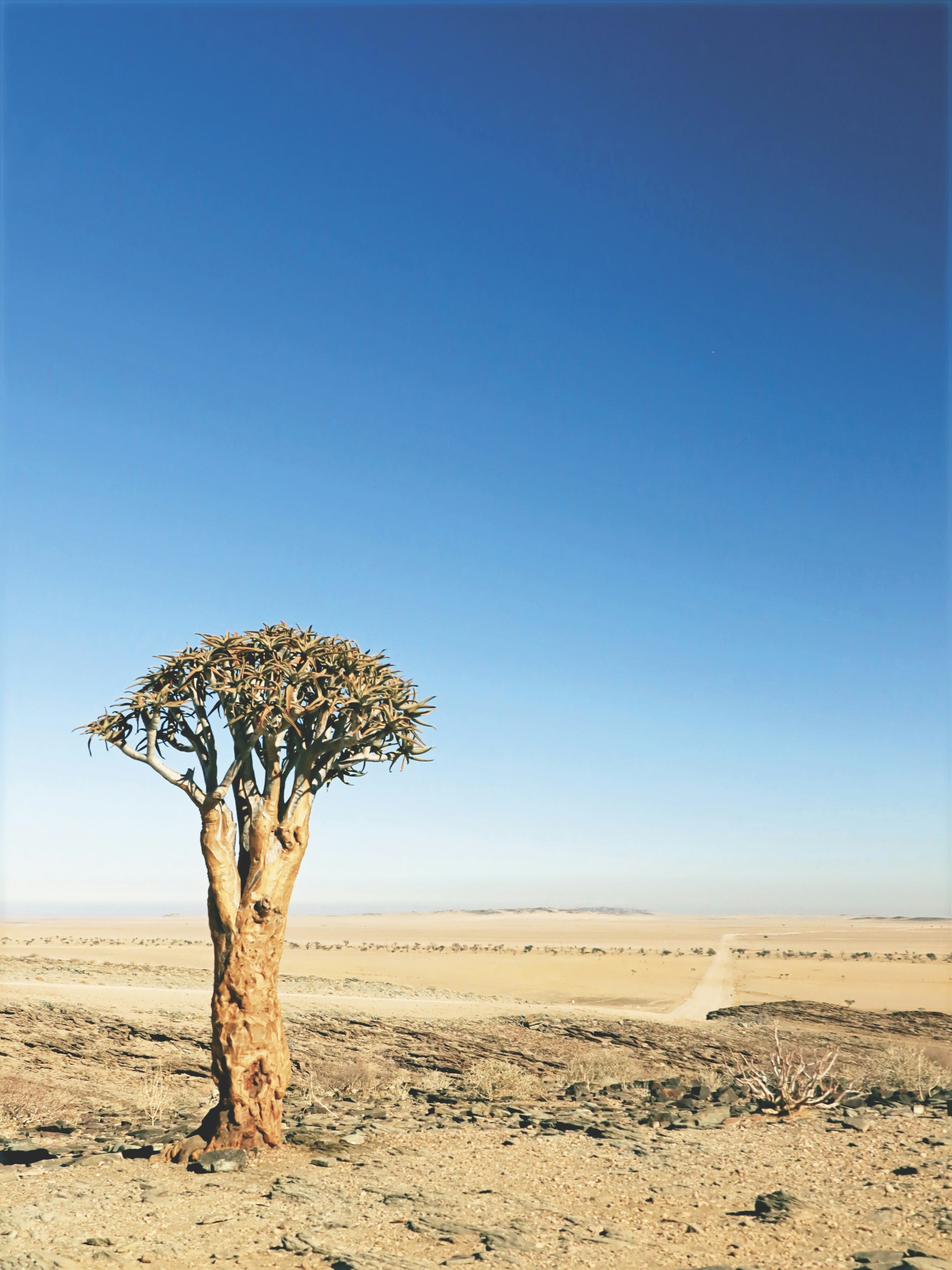 Desert Tree Sentinel Under Expanding Sky