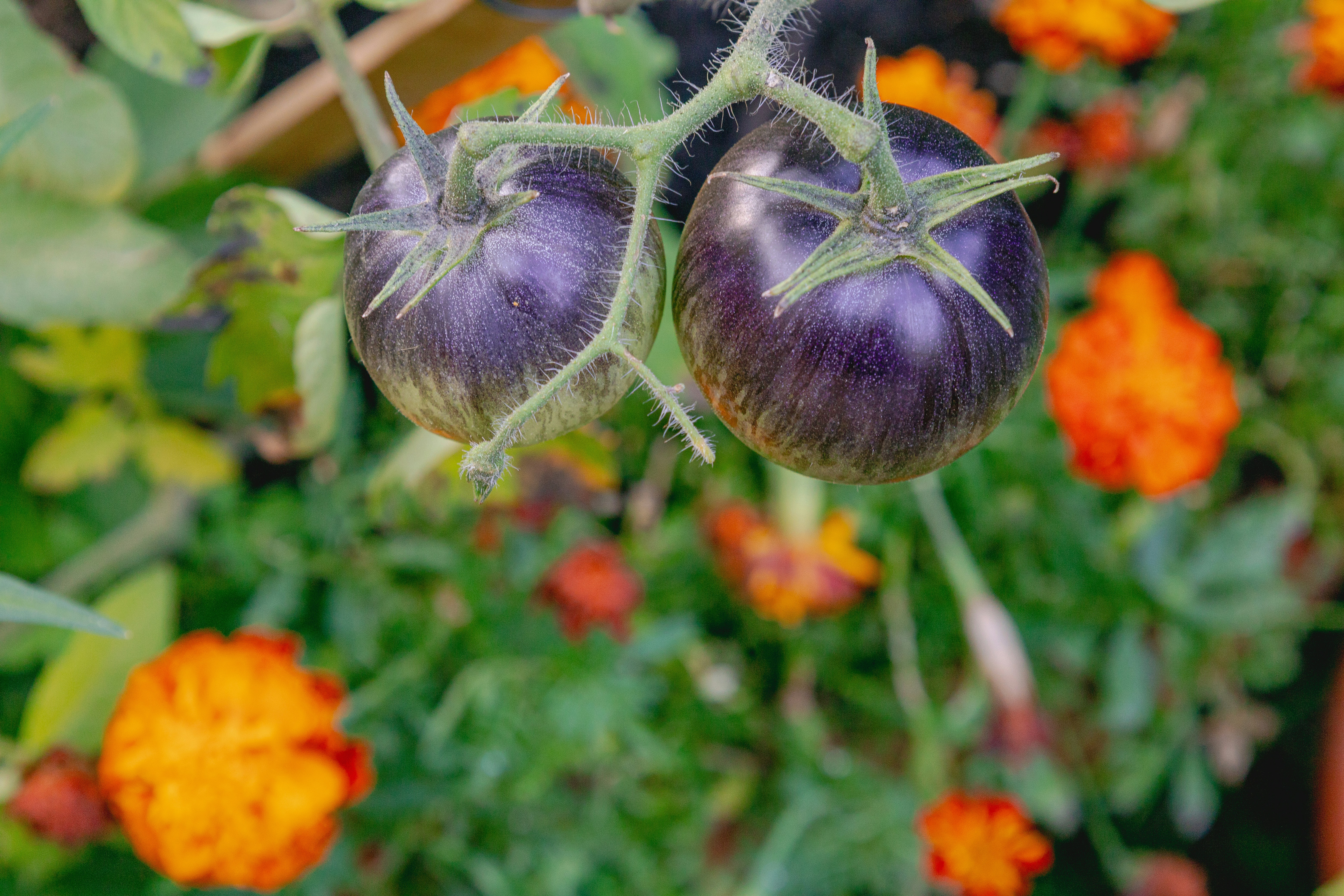 In-Flight Indigo: Purple Tomatoes Framing a Garden Burst