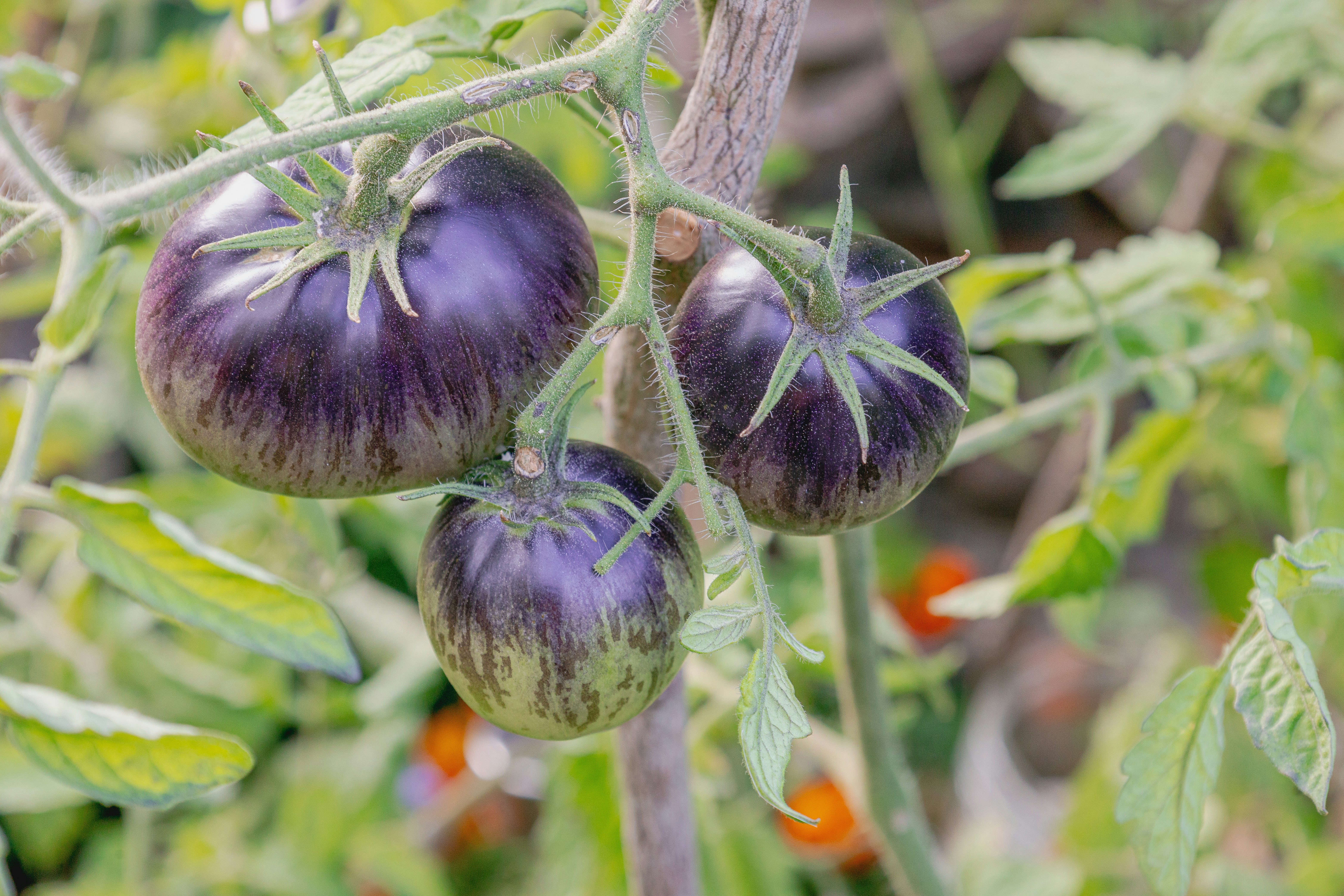 Purple Ripening: A Tomato Cluster on the Vine