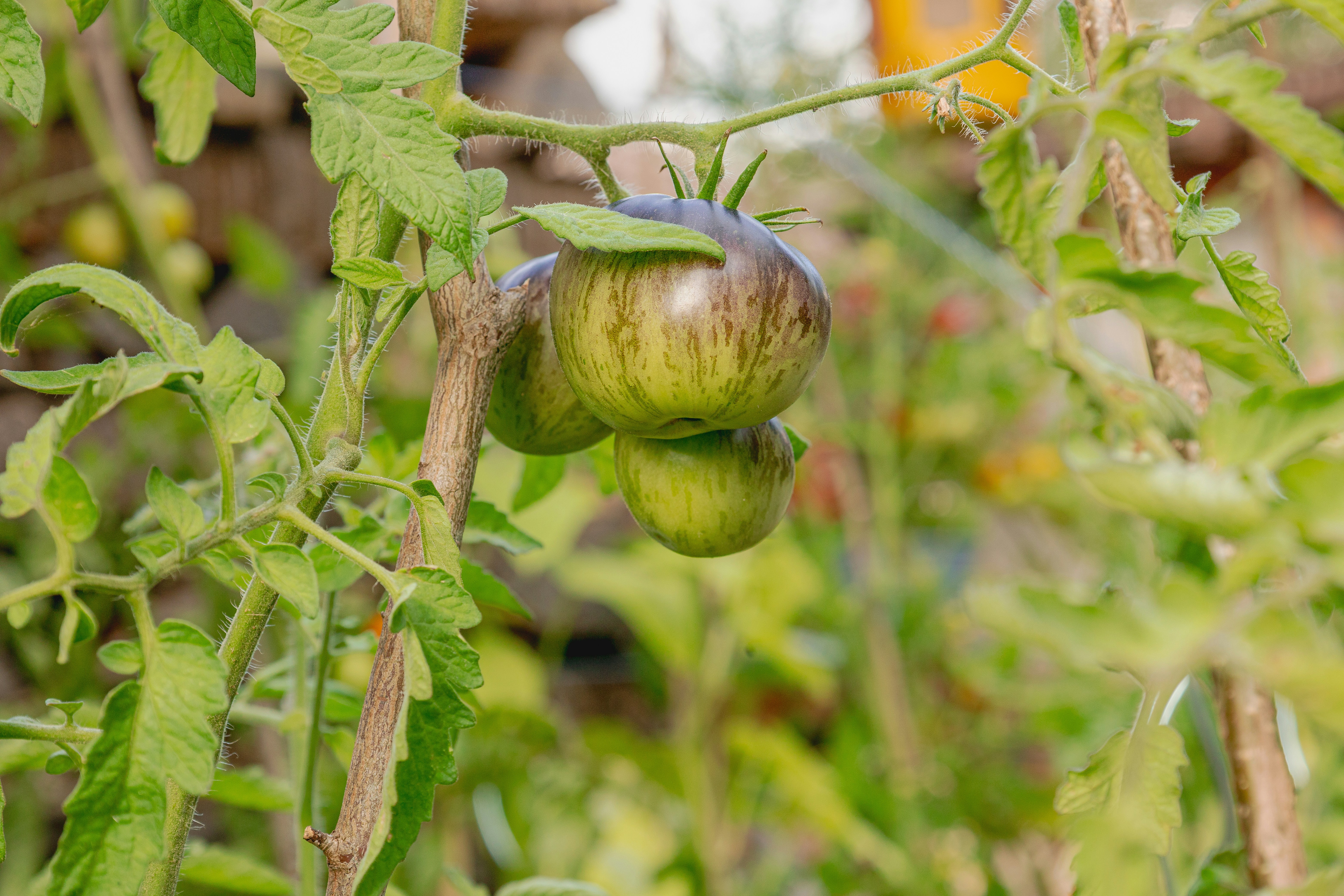 Green-tinged tomato with ripening blush amid garden foliage