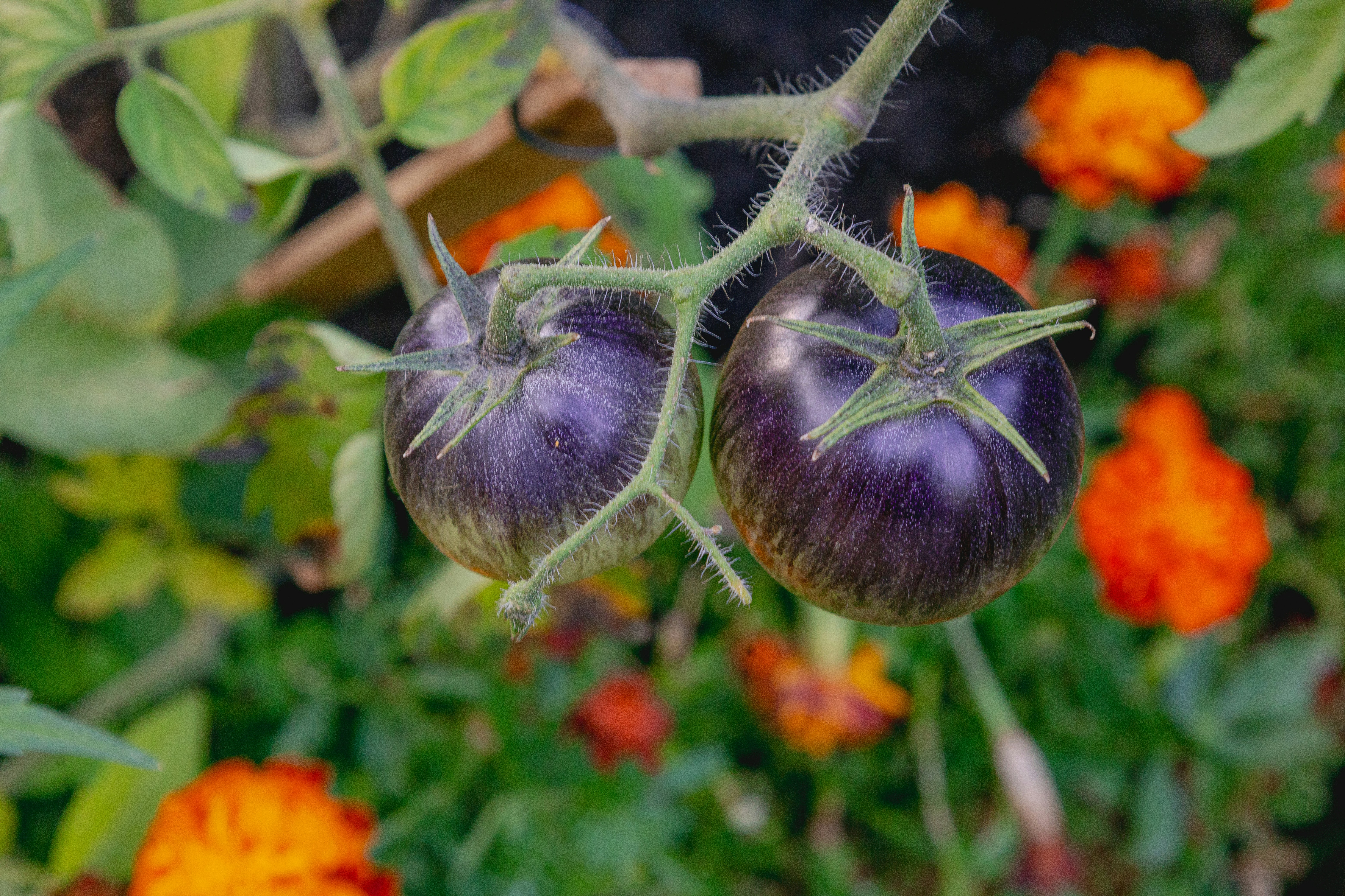 Twin Purple Tomatoes on a Fuzzy Vine