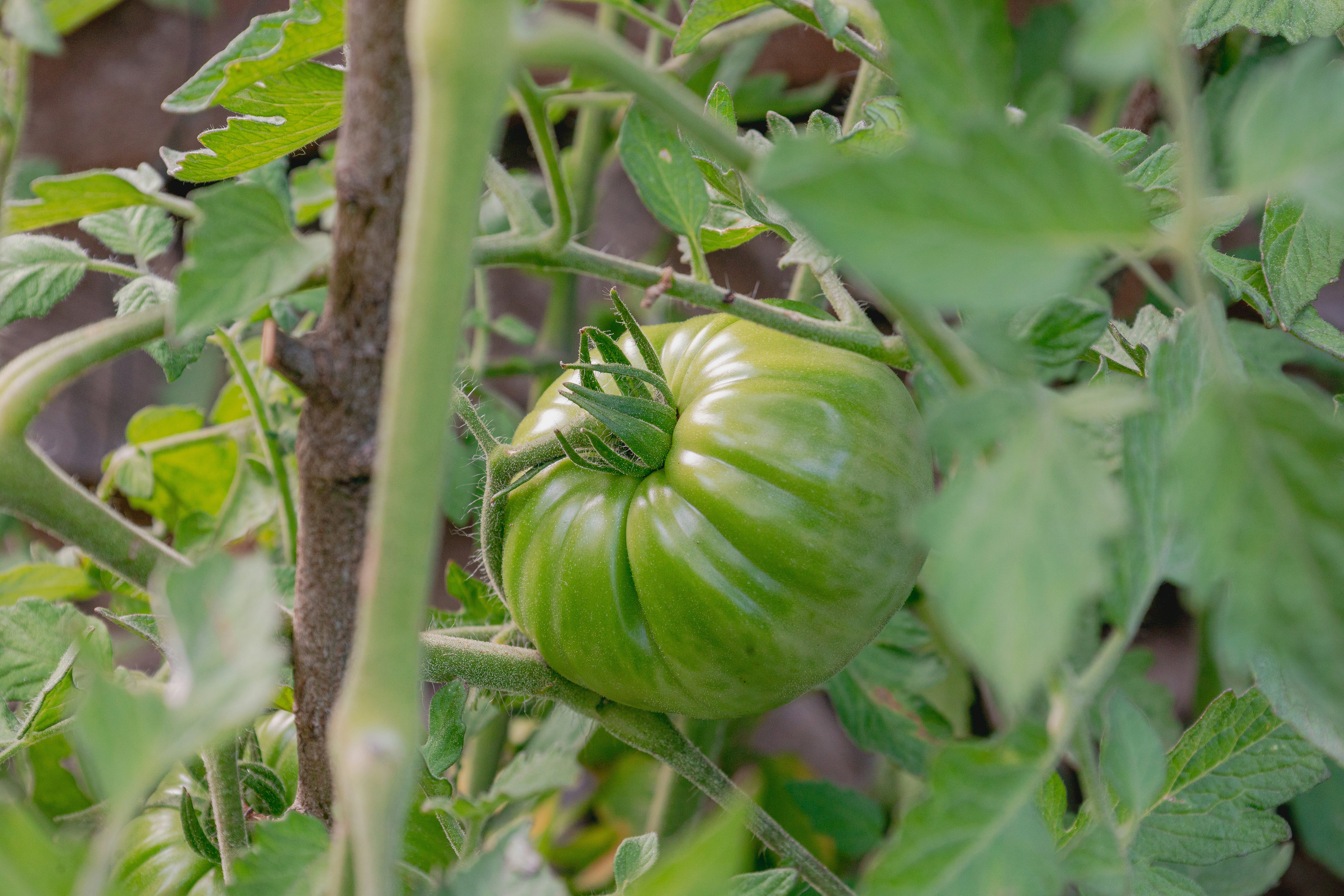 Green Heirloom Tomato in a Sunlit Garden Frame