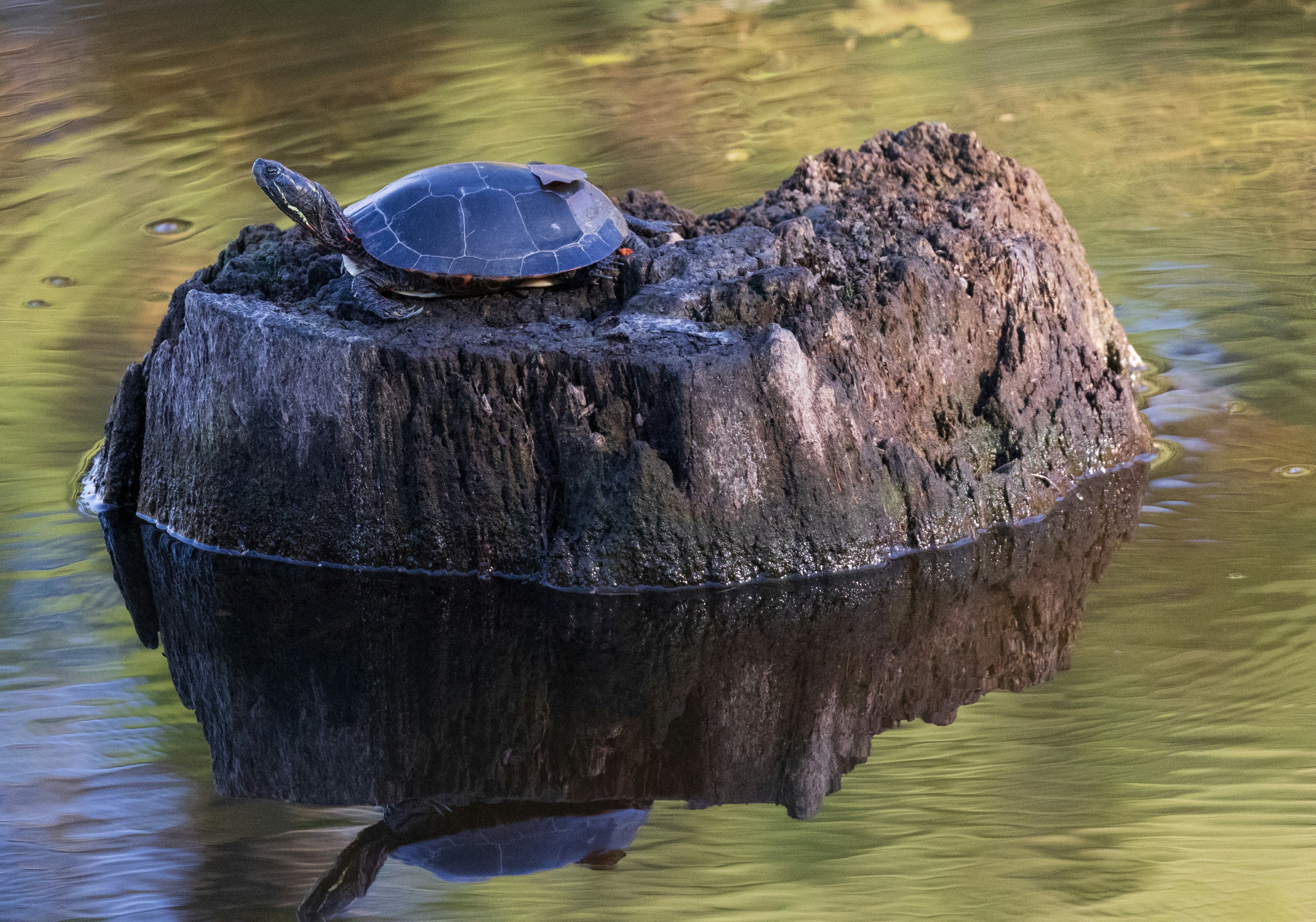 Sunlit Turtle on a Mossy Log Adrift in Calm Water
